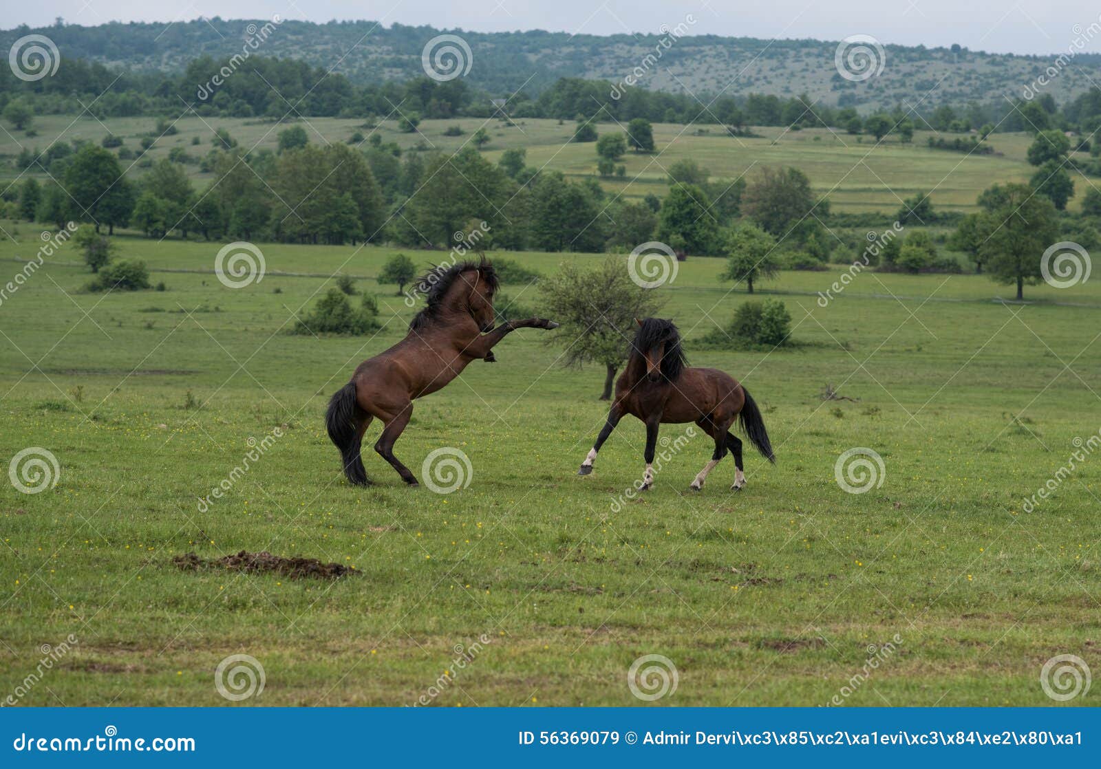 Stallions in fight stock image. Image of wild, stallion - 56369079