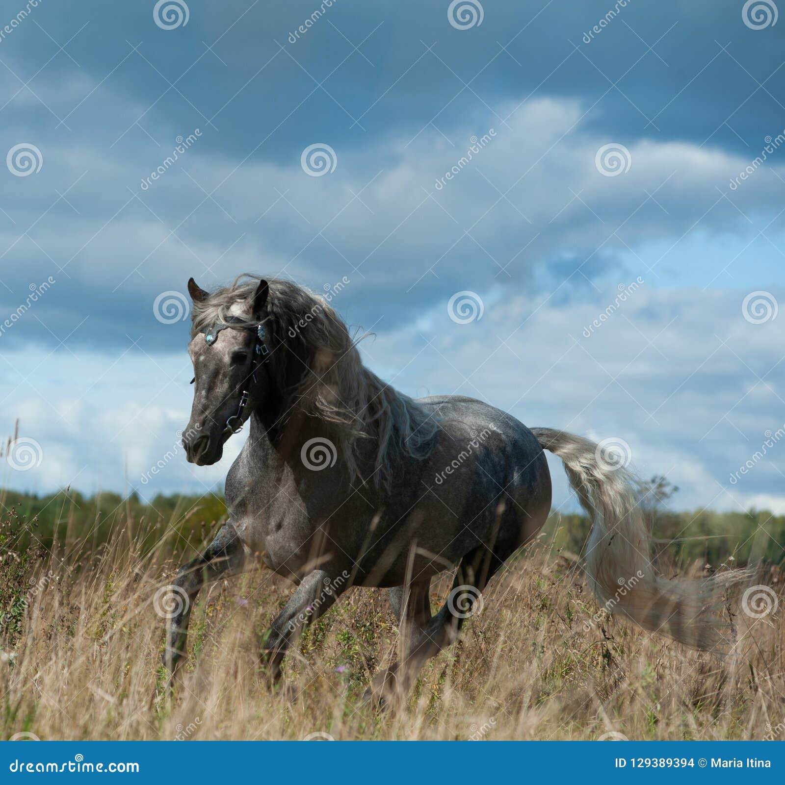 Stallone Andaluso in Autunno Fotografia Stock - Immagine di lunghezza ...