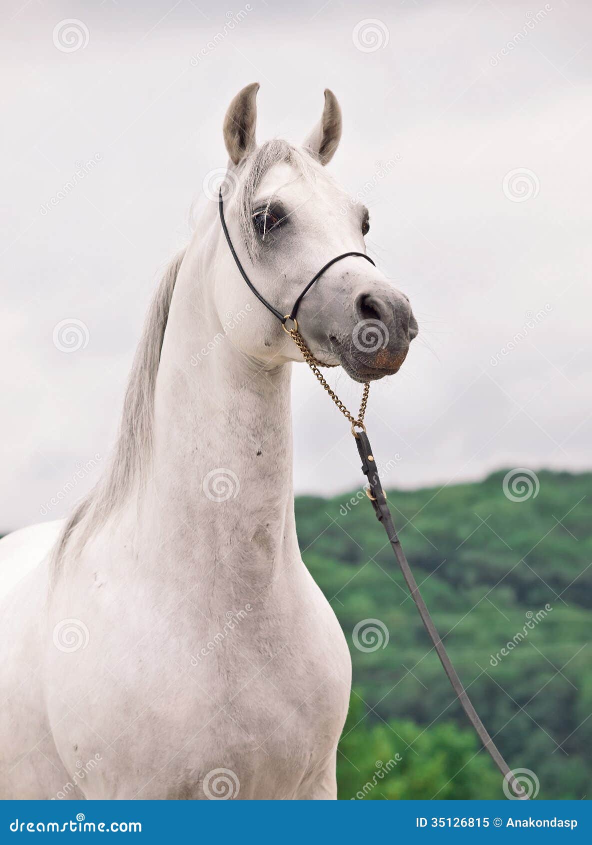 Stallone Arabo Wondeful Bianco Immagine Stock - Immagine di animale ...