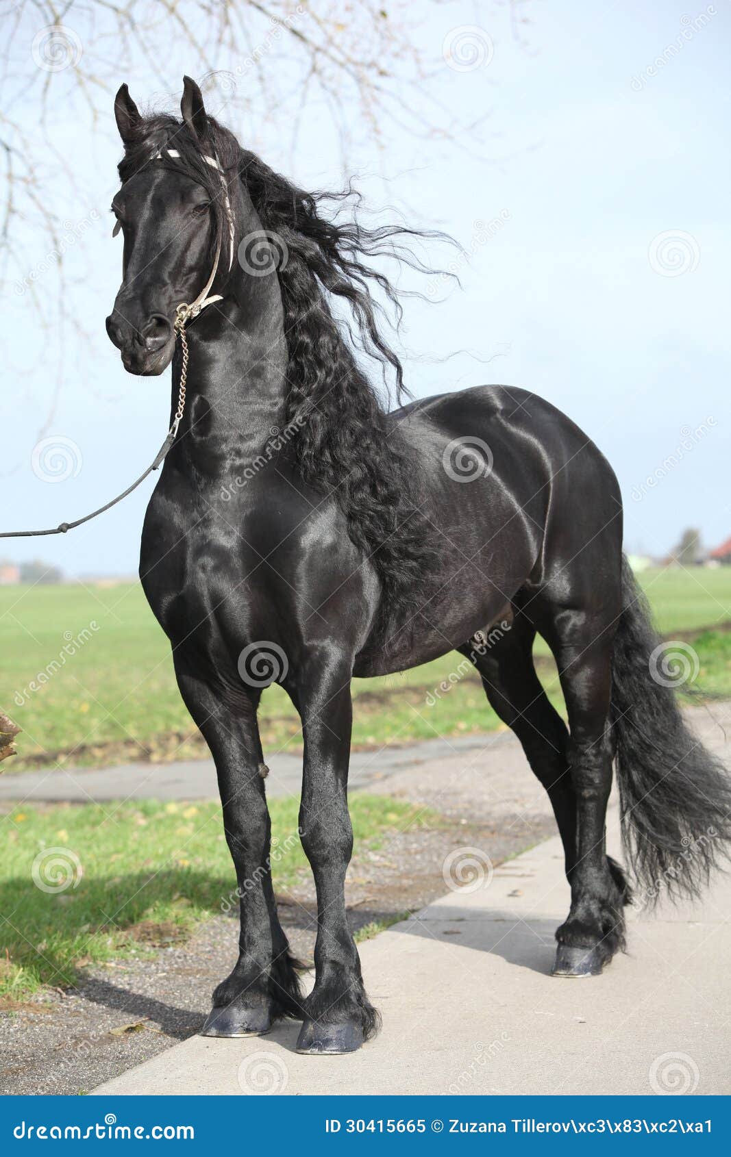 Stallone Frisone Splendido Con Capelli Lunghi Immagine Stock - Immagine ...