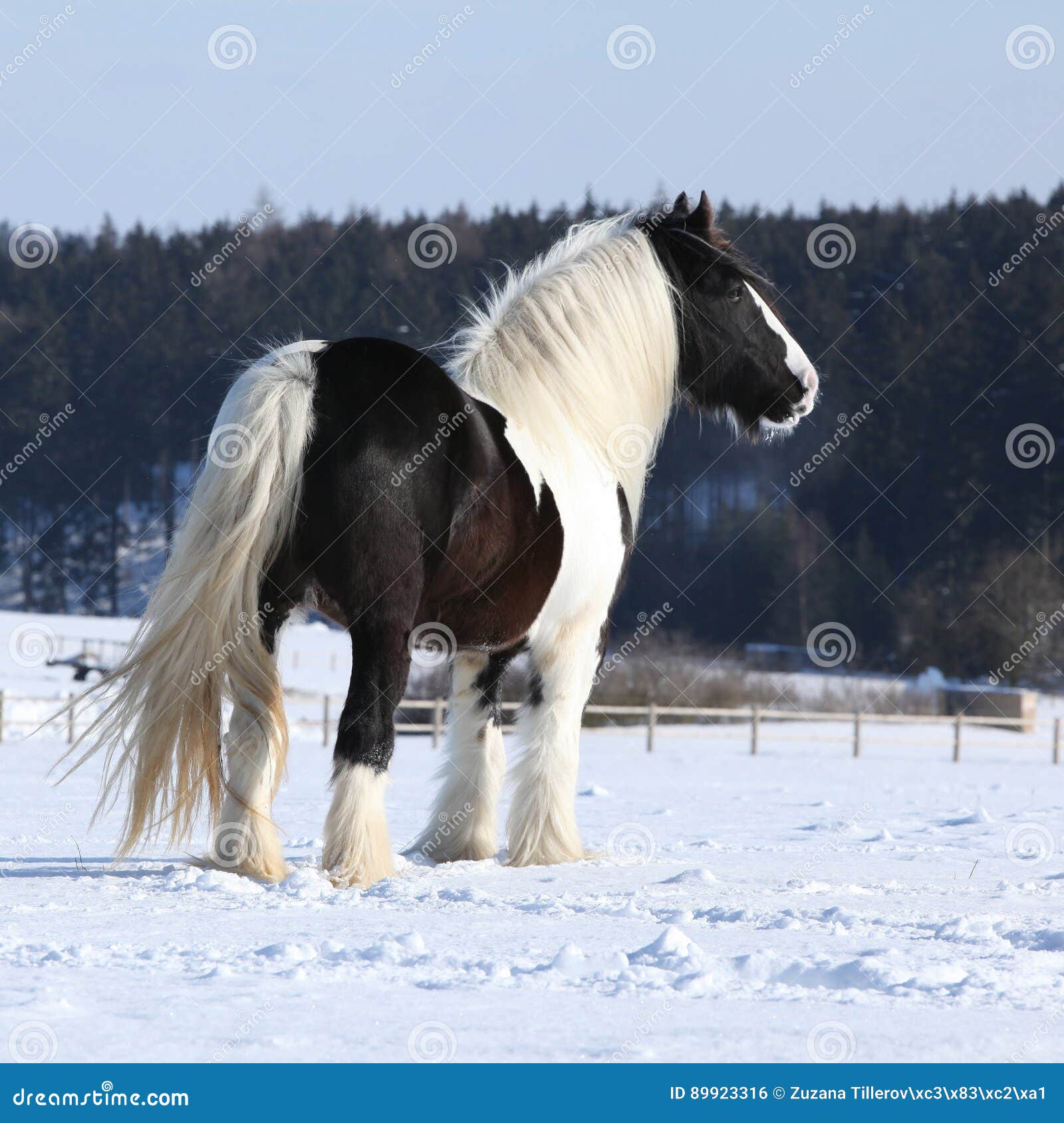 Stallone Irlandese Stupefacente Della Pannocchia Fotografia Stock ...