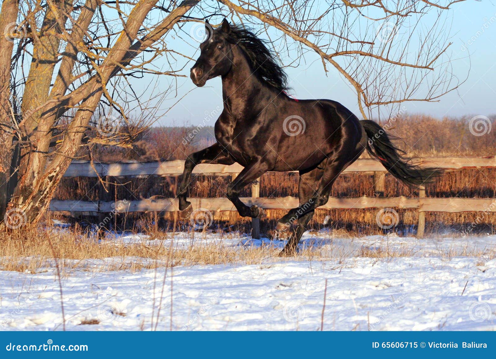 Stallone nero immagine stock. Immagine di camminare, animale - 65606715
