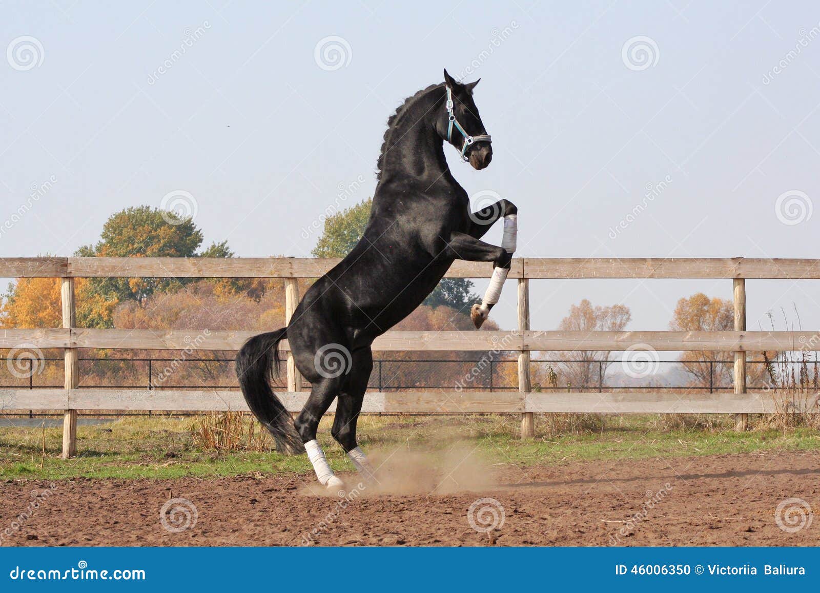 Stallone Nero Sulle Gambe Posteriori Fotografia Stock - Immagine di ...