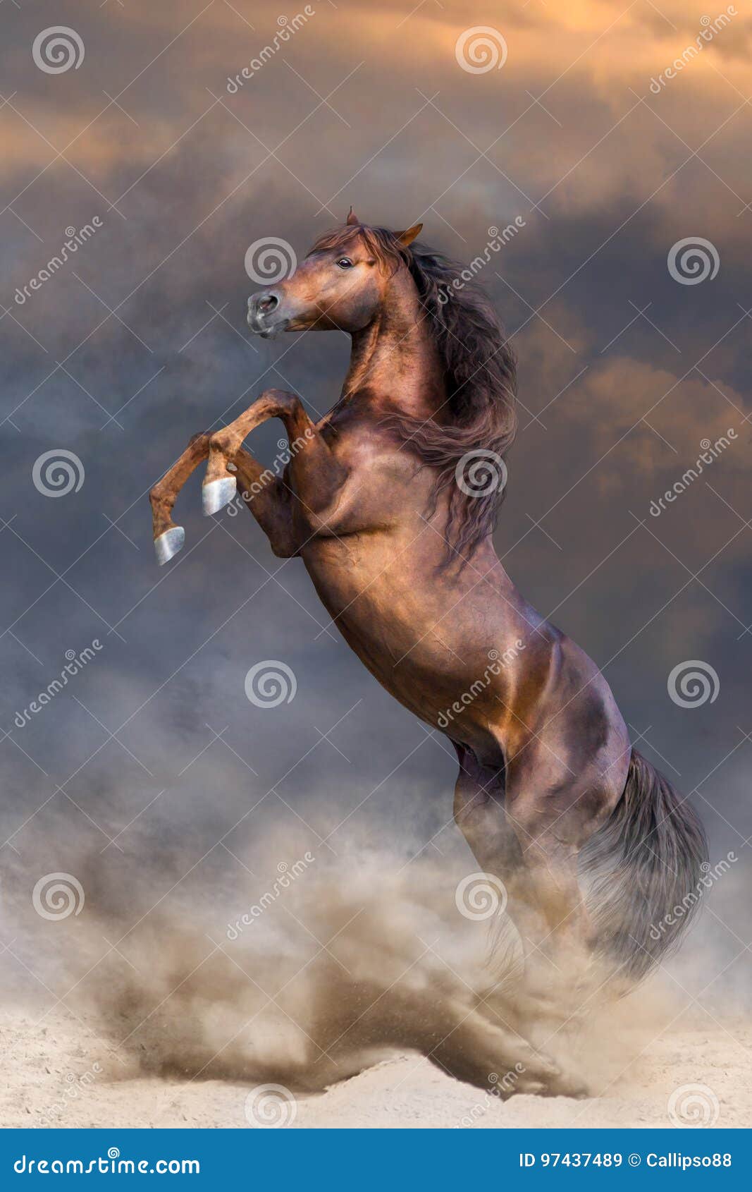 Stallone Rosso Che Si Eleva Su Immagine Stock - Immagine di testa ...