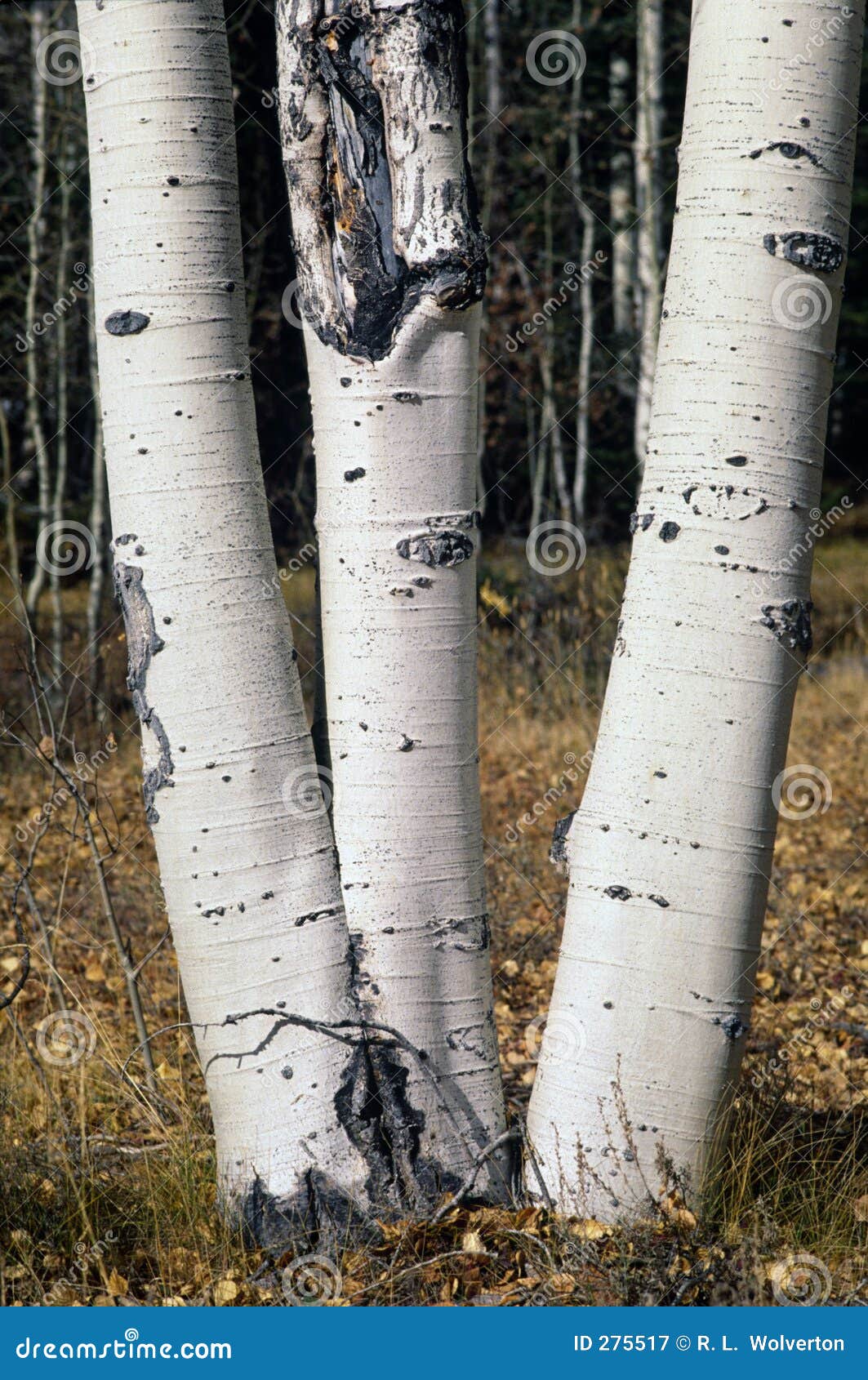 Stam för asp tre fotografering för bildbyråer. Bild av tredubbel - 275517