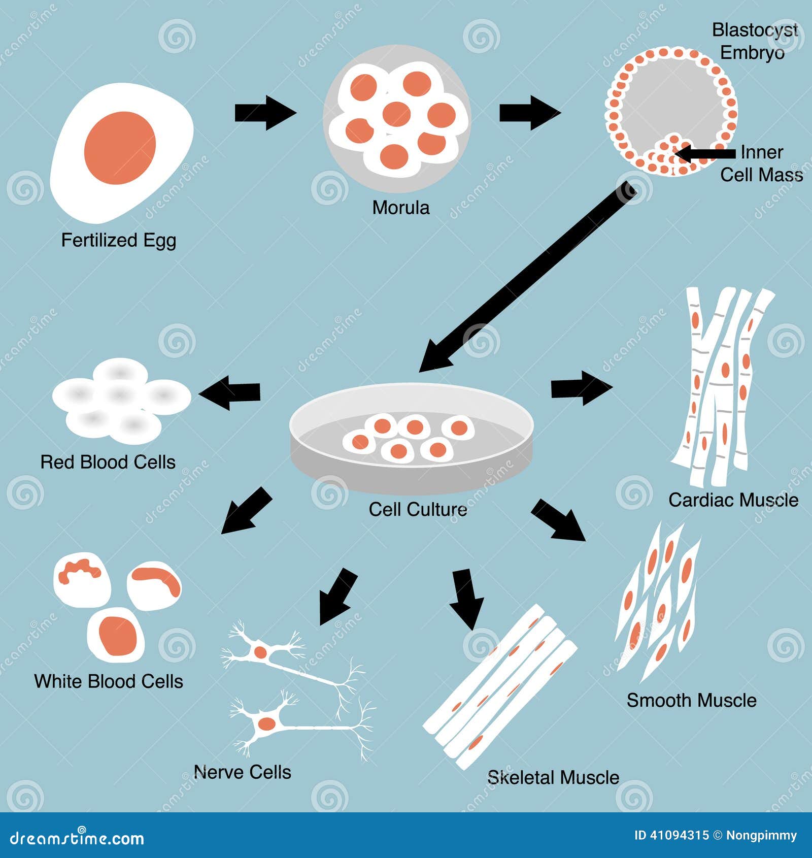 Stamcel vector illustratie. Illustration of stam, regeling - 41094315
