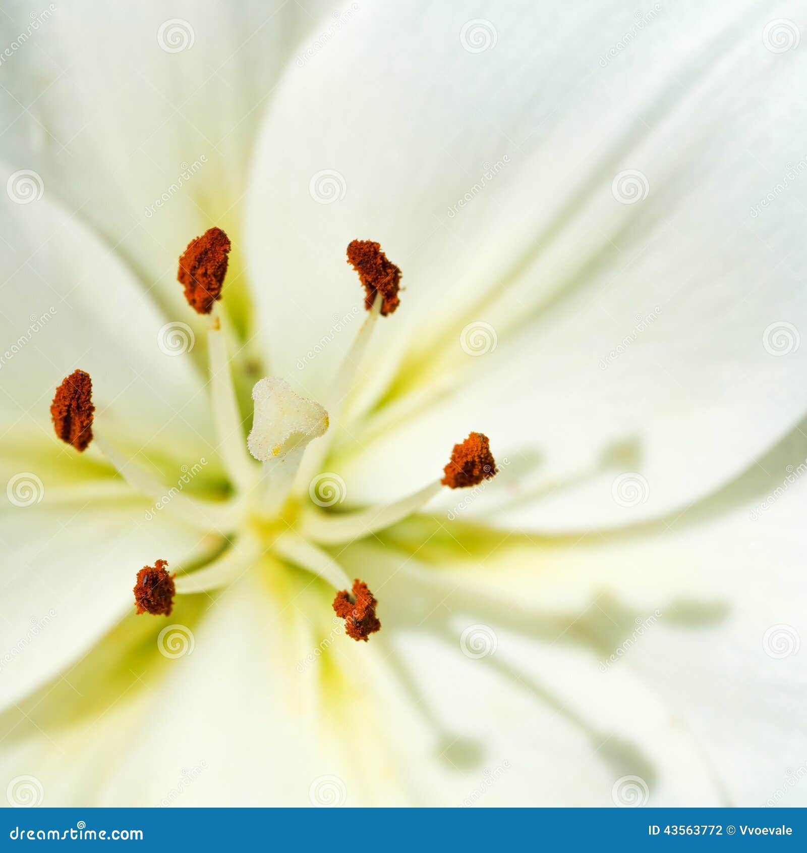 Stame E Pistillo Del Lilium Del Fiore Bianco Fotografia Stock ...