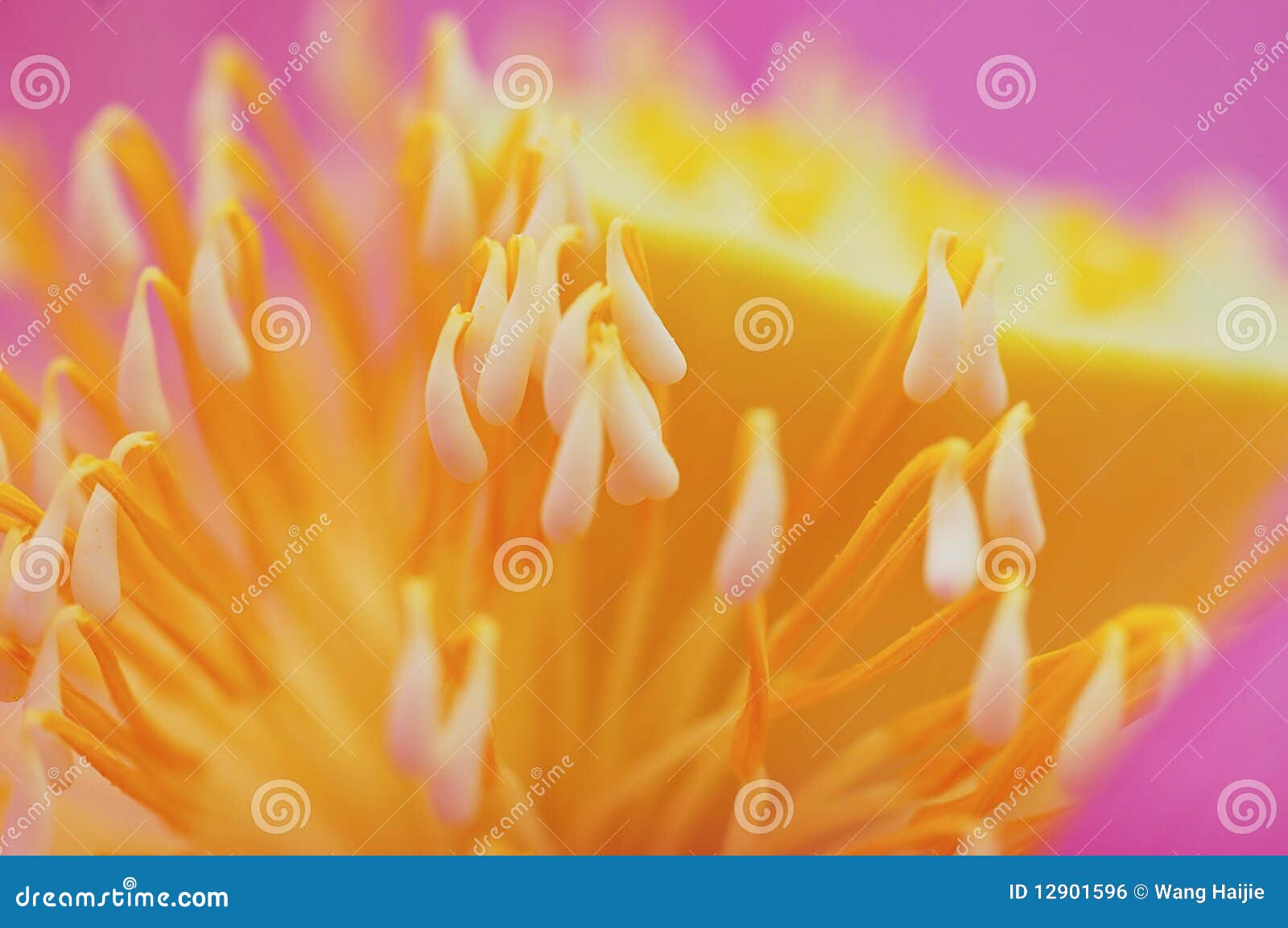 Stamen stock photo. Image of macro, close, mirror, flower - 12901596