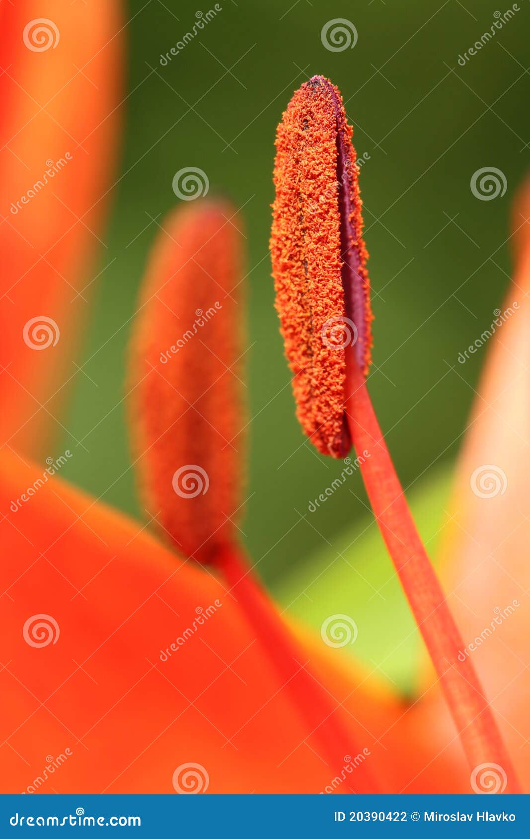 Stamen stock photo. Image of prime, inside, orange, inflorescence ...