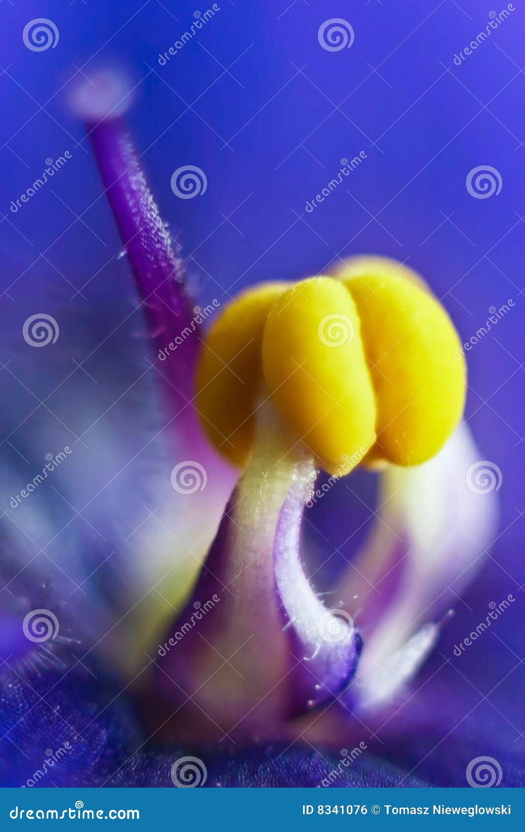 Stamen Della Viola Africana. Fotografia Stock - Immagine di macro ...