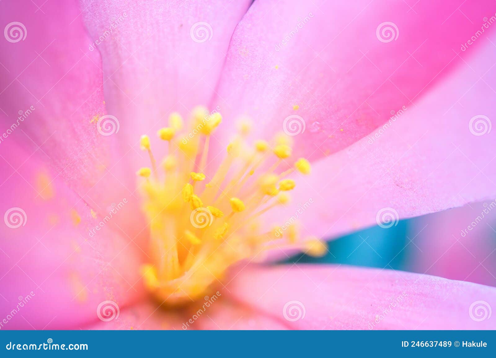 Stamen of flower stock image. Image of gardening, bougainvillea - 246637489