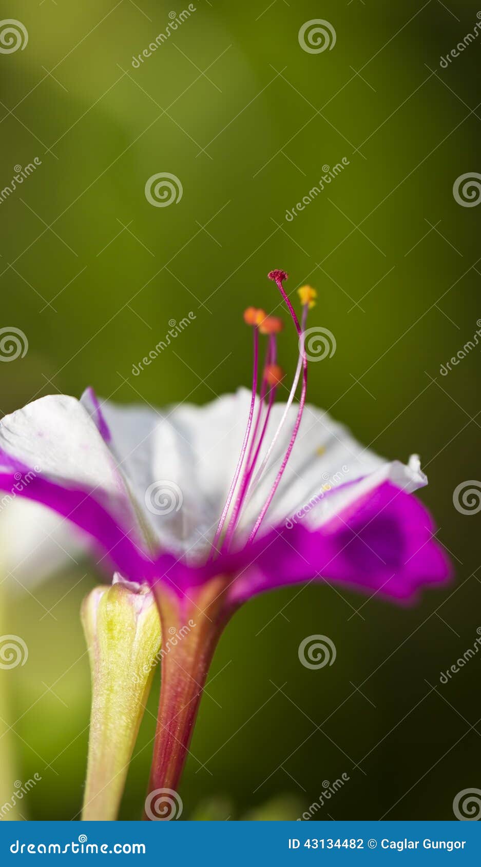 Stamen of Flower stock photo. Image of pedicel, ovary - 43134482