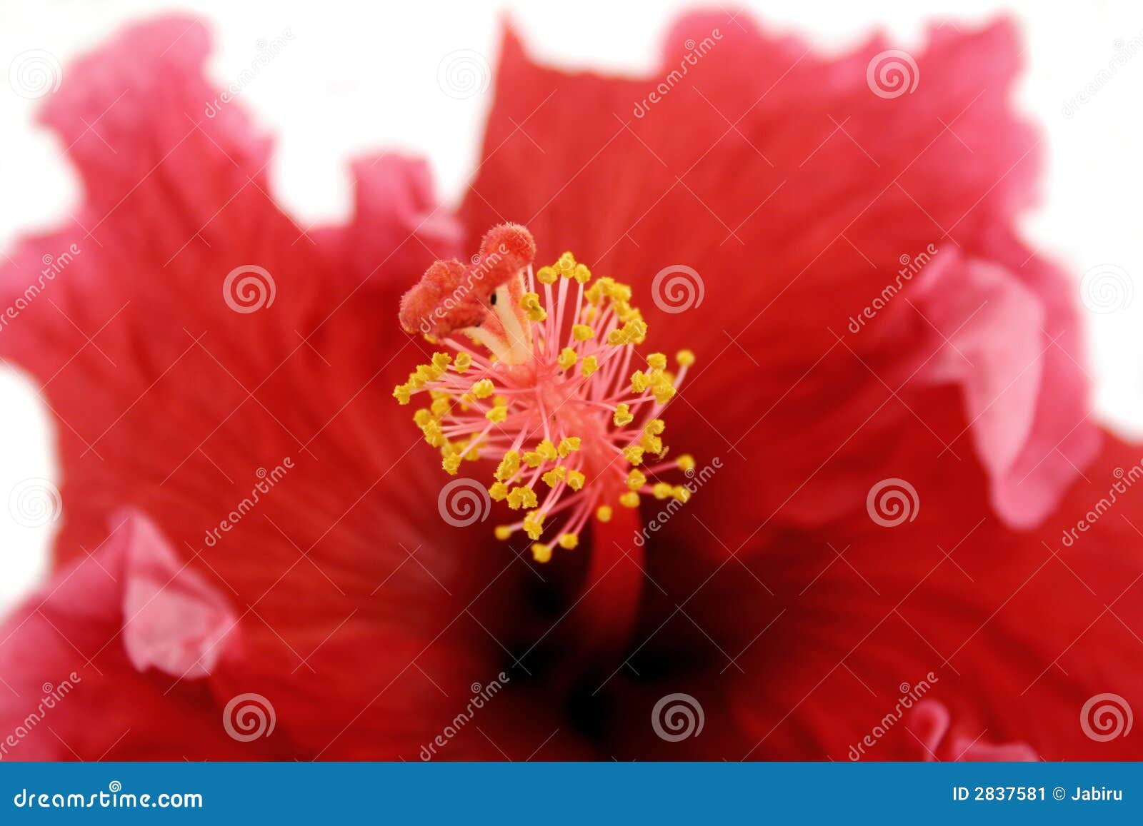 Stamen of Hibiscus 1 stock image. Image of striking, stunning - 2837581