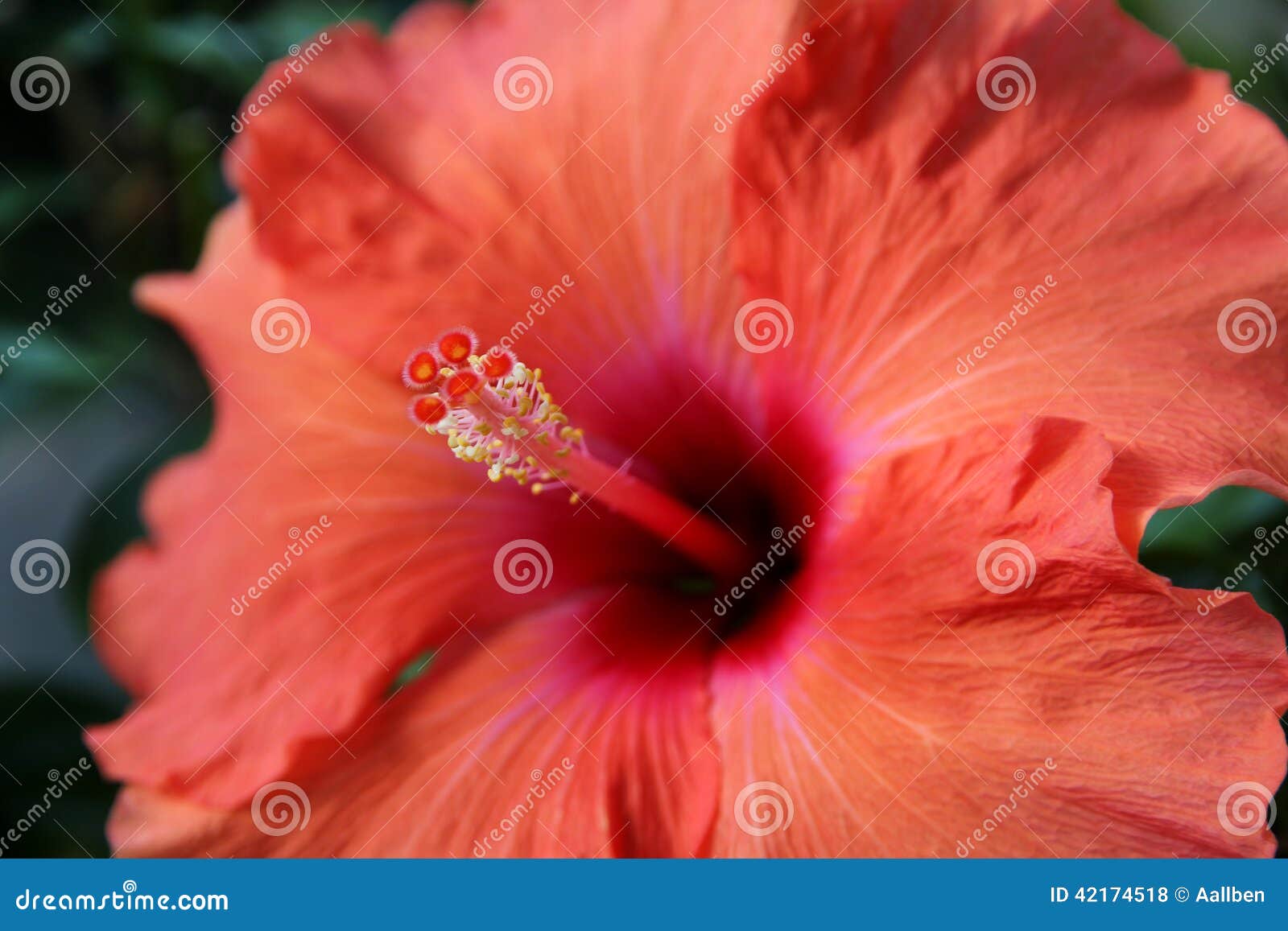Stamen of one red flower stock photo. Image of macro - 42174518