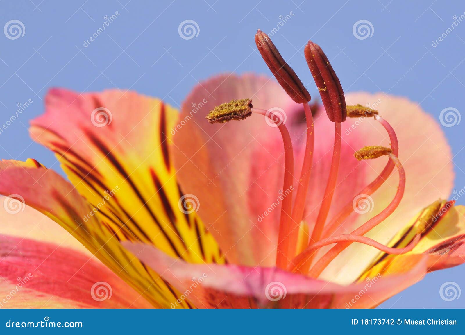 Stamen Peruvian Lily Flower Stock Photo - Image of macro, detail: 18173742