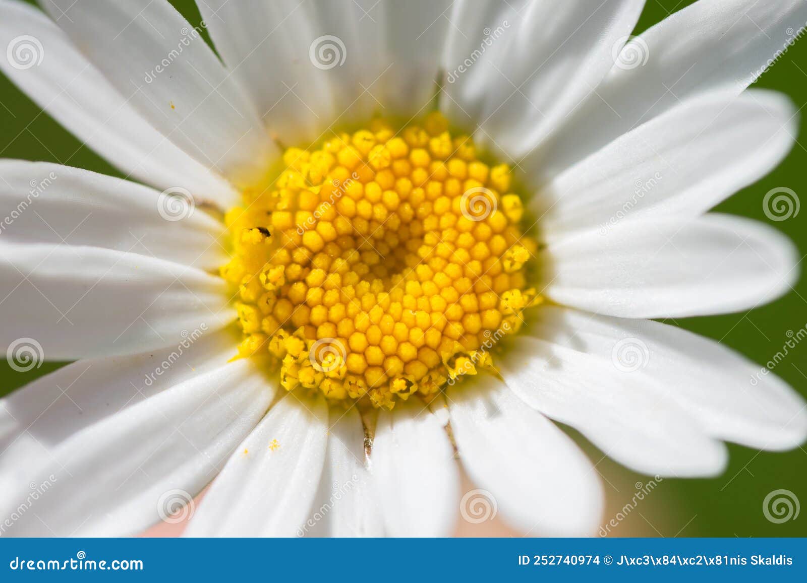 Stamen and Petals of a Beautiful Daisy Flower Stock Photo - Image of ...