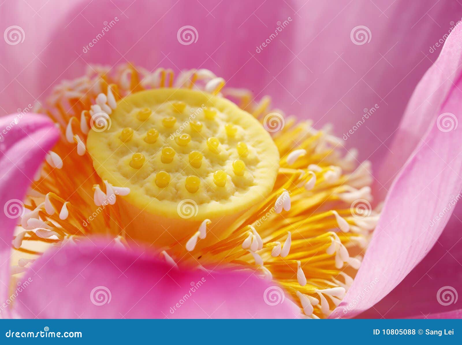 Stamen and pistil stock photo. Image of season, flower - 10805088