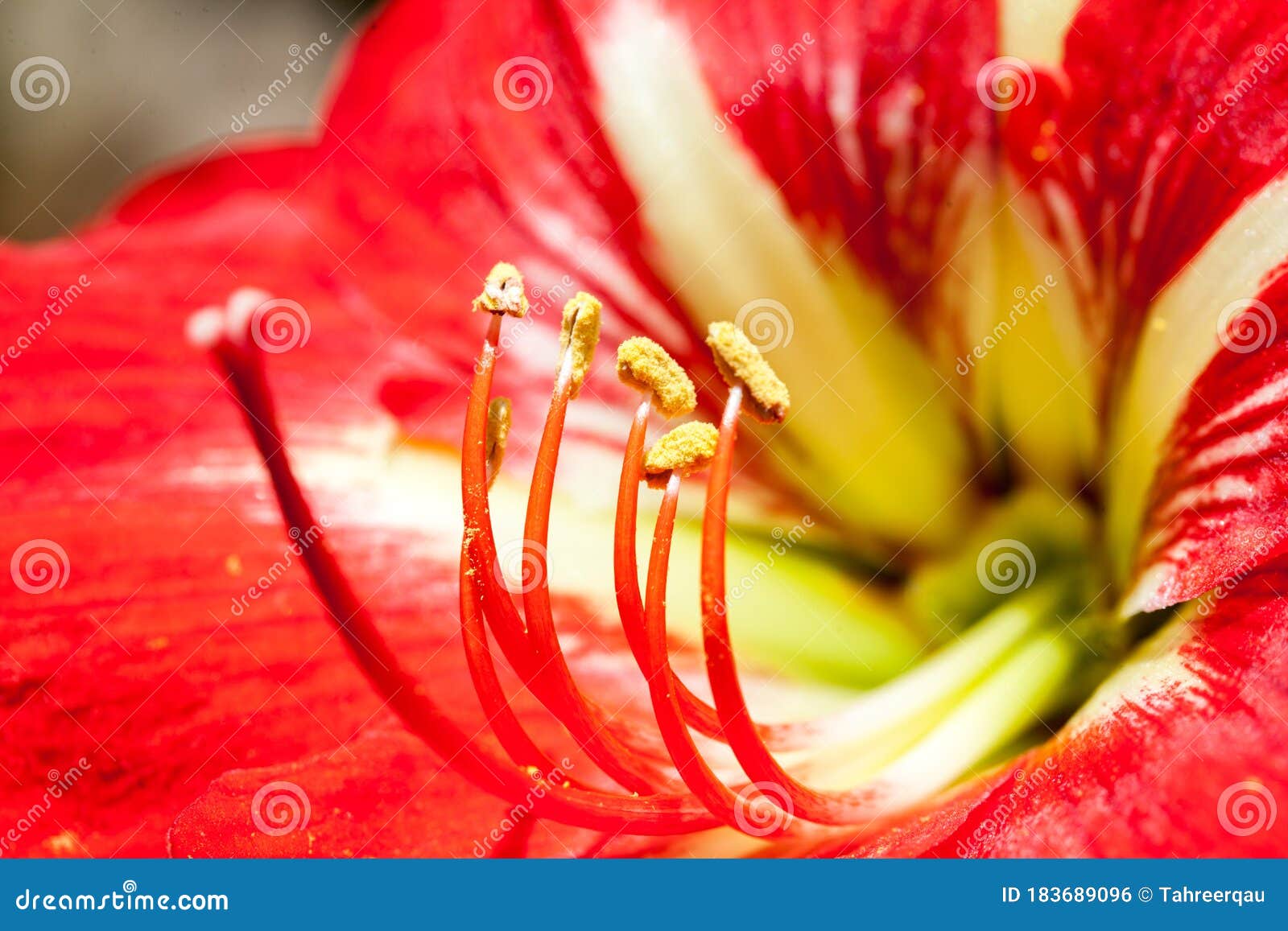 Stamen of a red flower stock photo. Image of rose, organ - 183689096