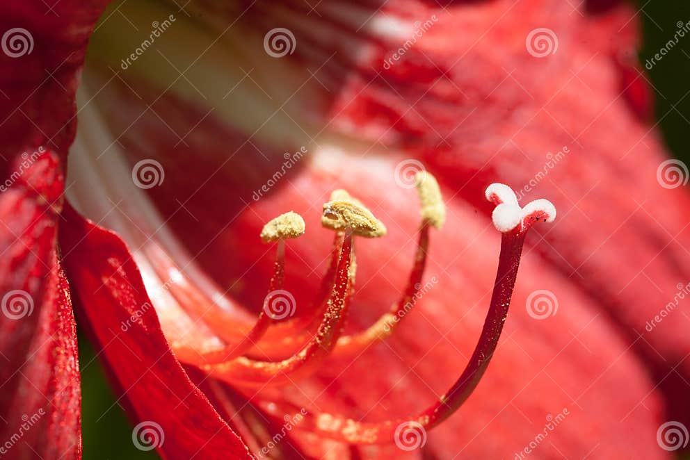 Stamen of a red flower stock photo. Image of pink, produce - 183689560