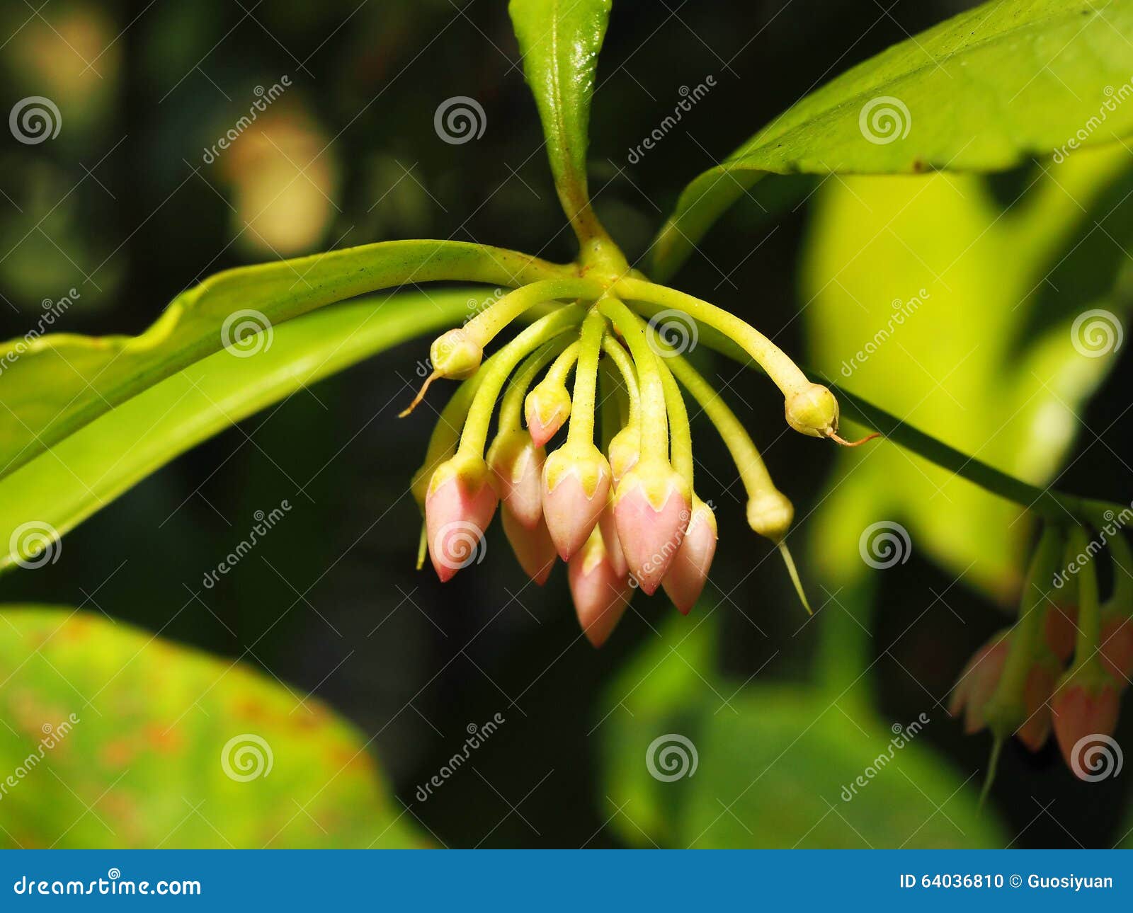 Stamen stock photo. Image of flowers, pistil, lilies - 64036810