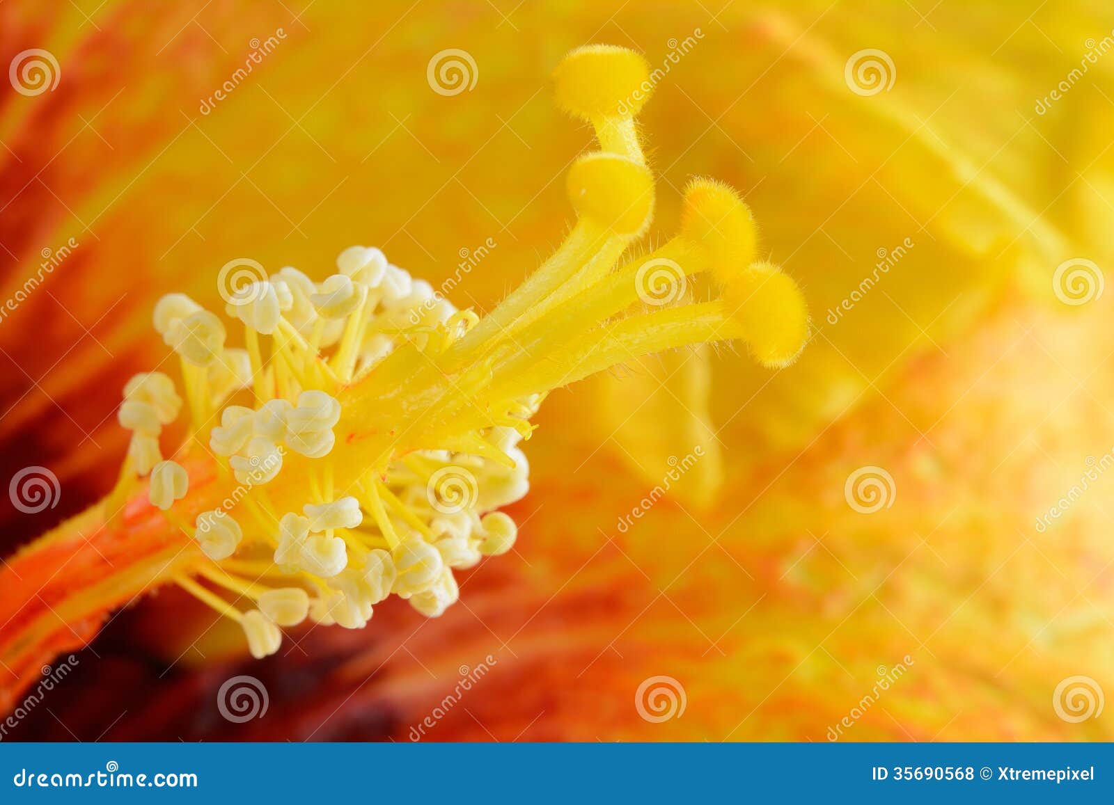 Stamen stock photo. Image of color, yellow, stamen, colorful - 35690568