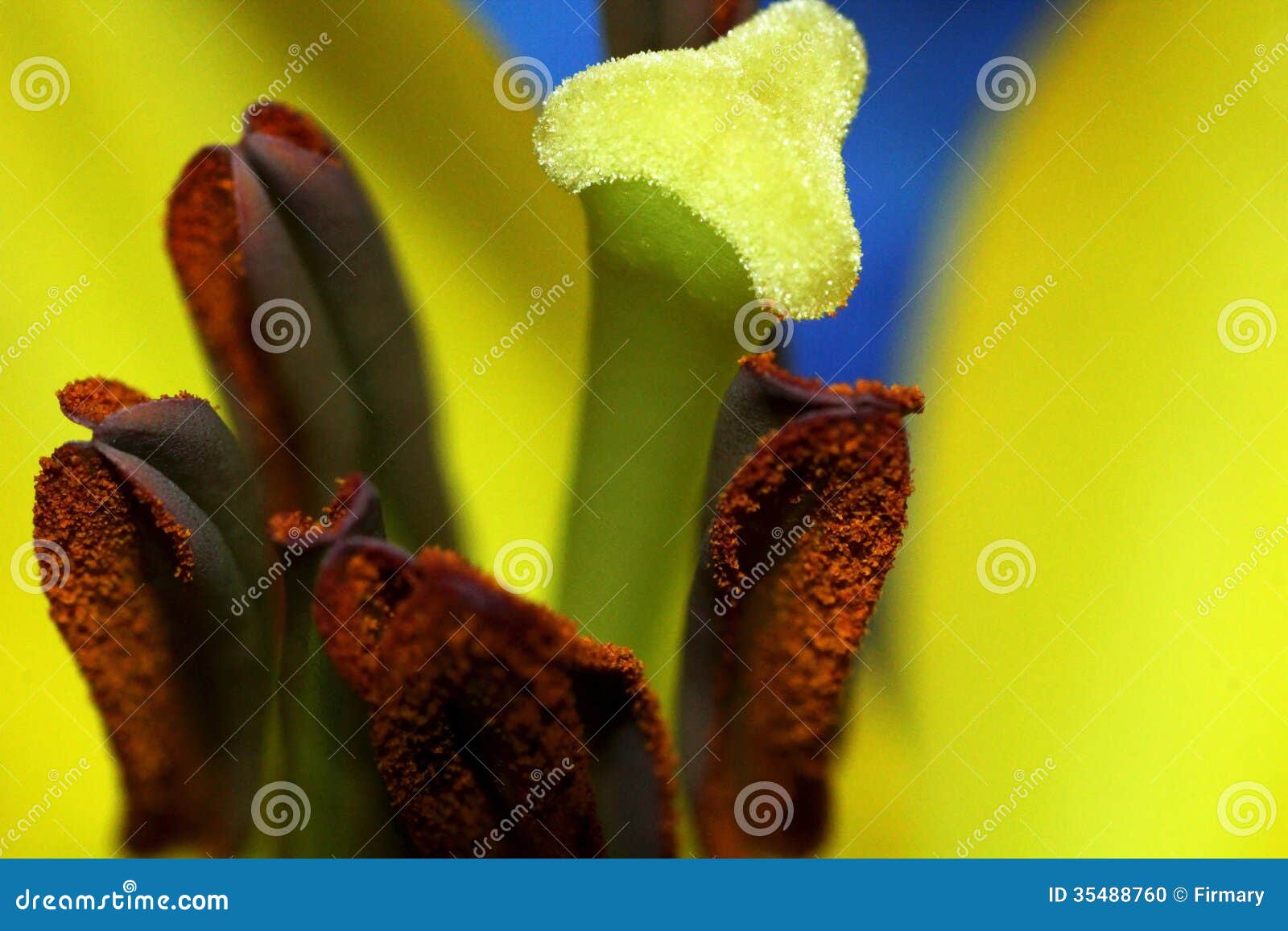 Stamens of blossom lily stock photo. Image of interesting - 35488760