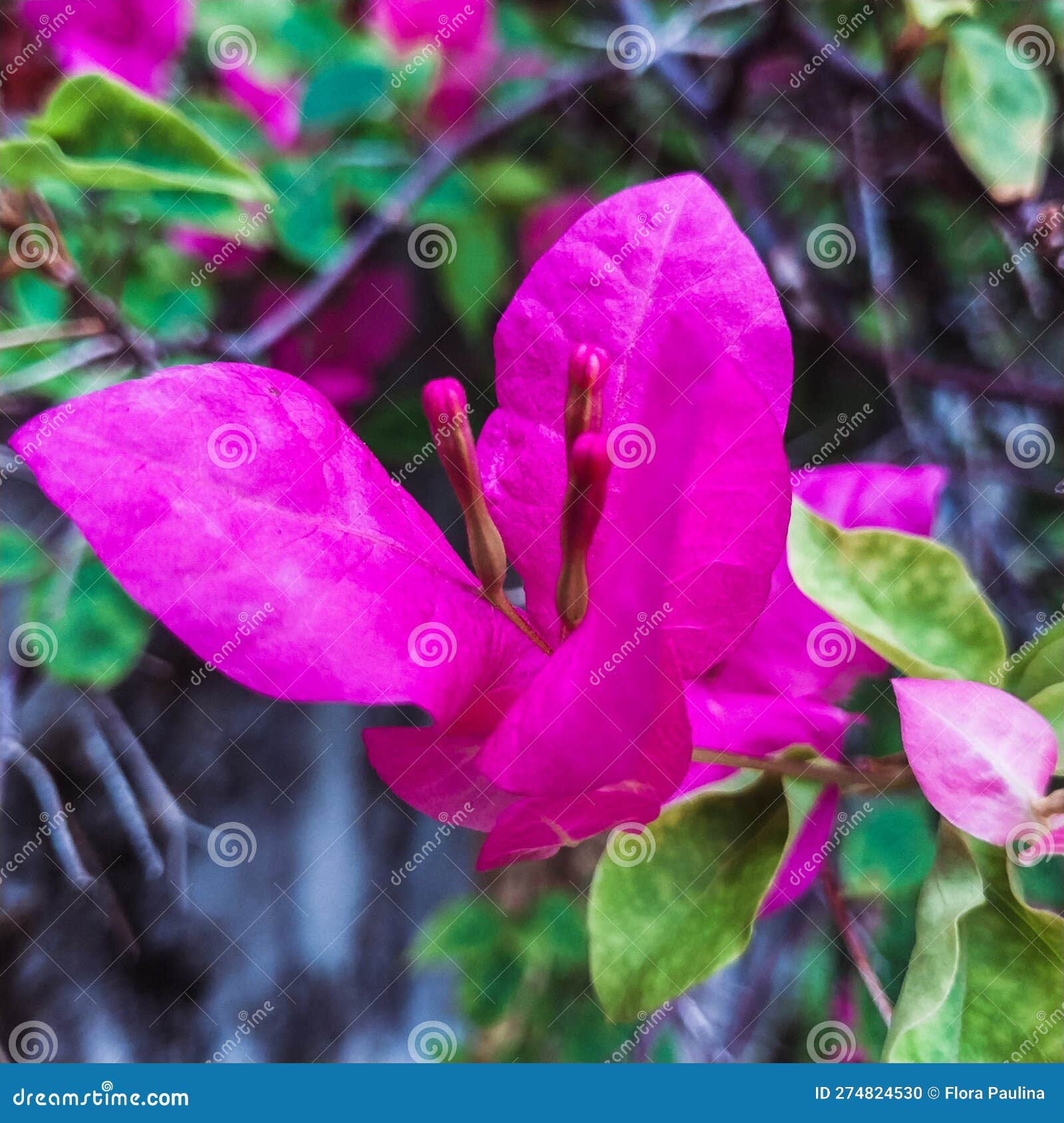 Stamens of Bougainvillea Flower Stock Photo - Image of stamens, pink ...
