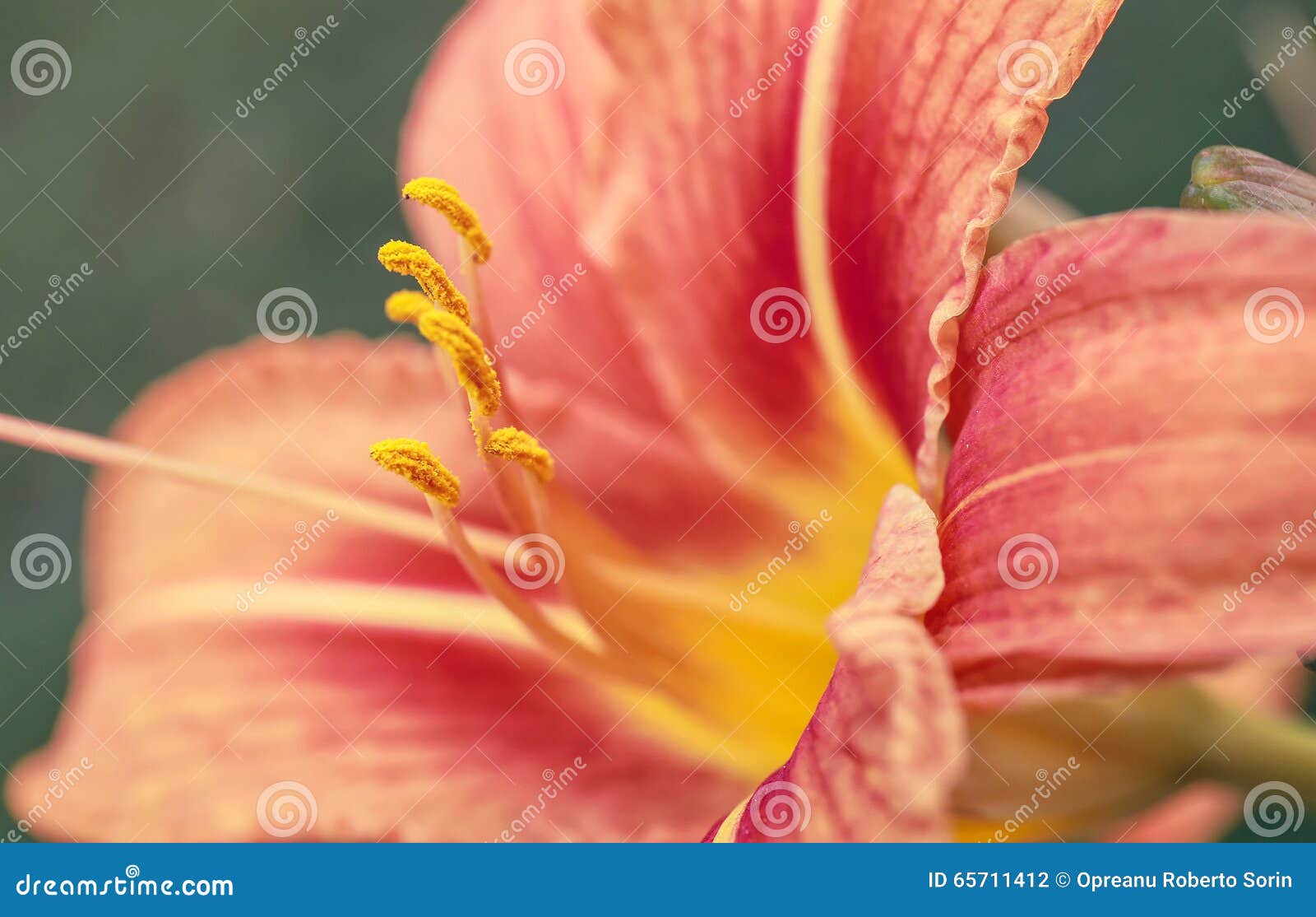 Stamens close up stock photo. Image of green, flower - 65711412