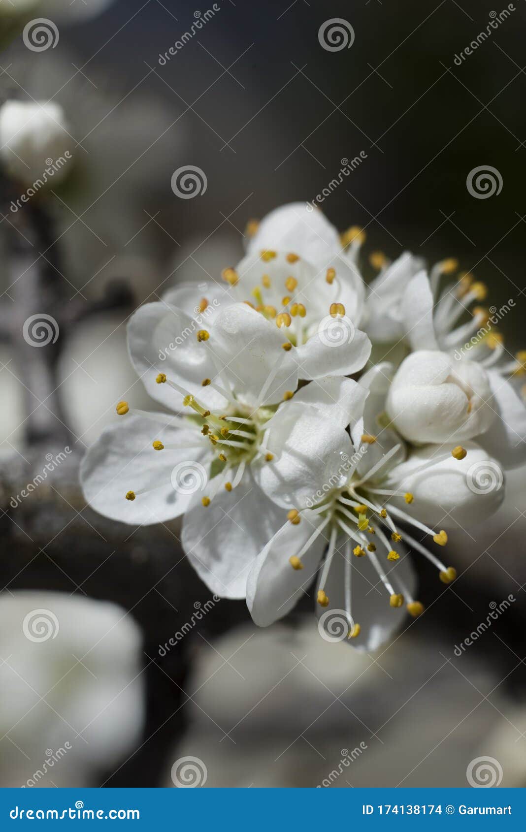 Stamens of Spring Ans Samall Flowers of Azerole Stock Photo - Image of ...