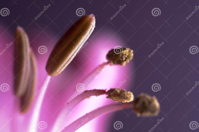 Stamin stock photo. Image of plants, pollen, live, growing - 1112648