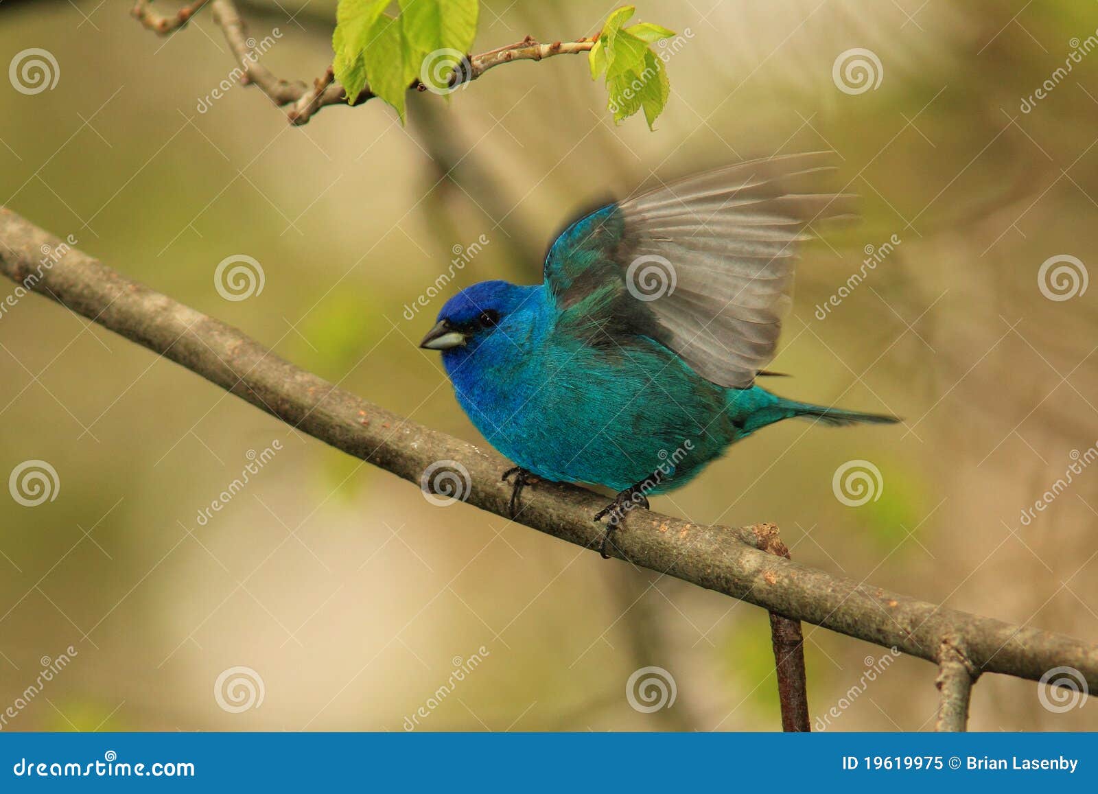 Stamina di indaco maschio immagine stock. Immagine di indaco - 19619975