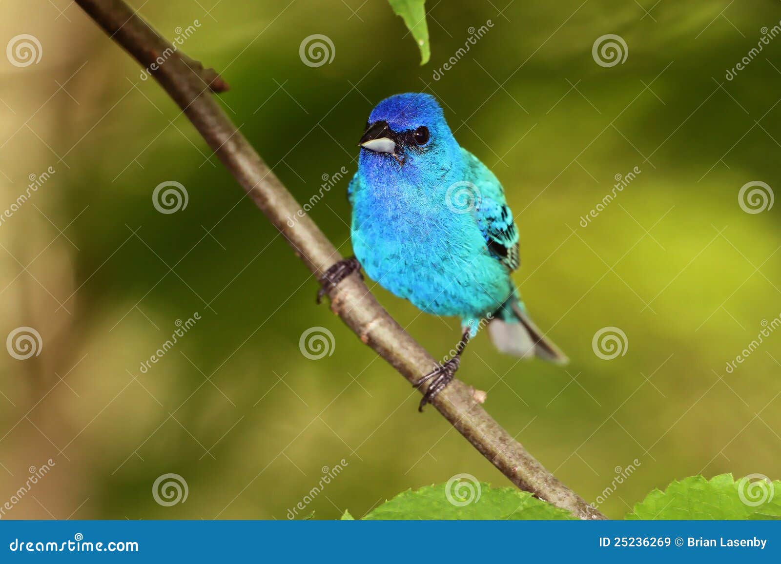 Stamina di indaco maschio immagine stock. Immagine di indaco - 25236269