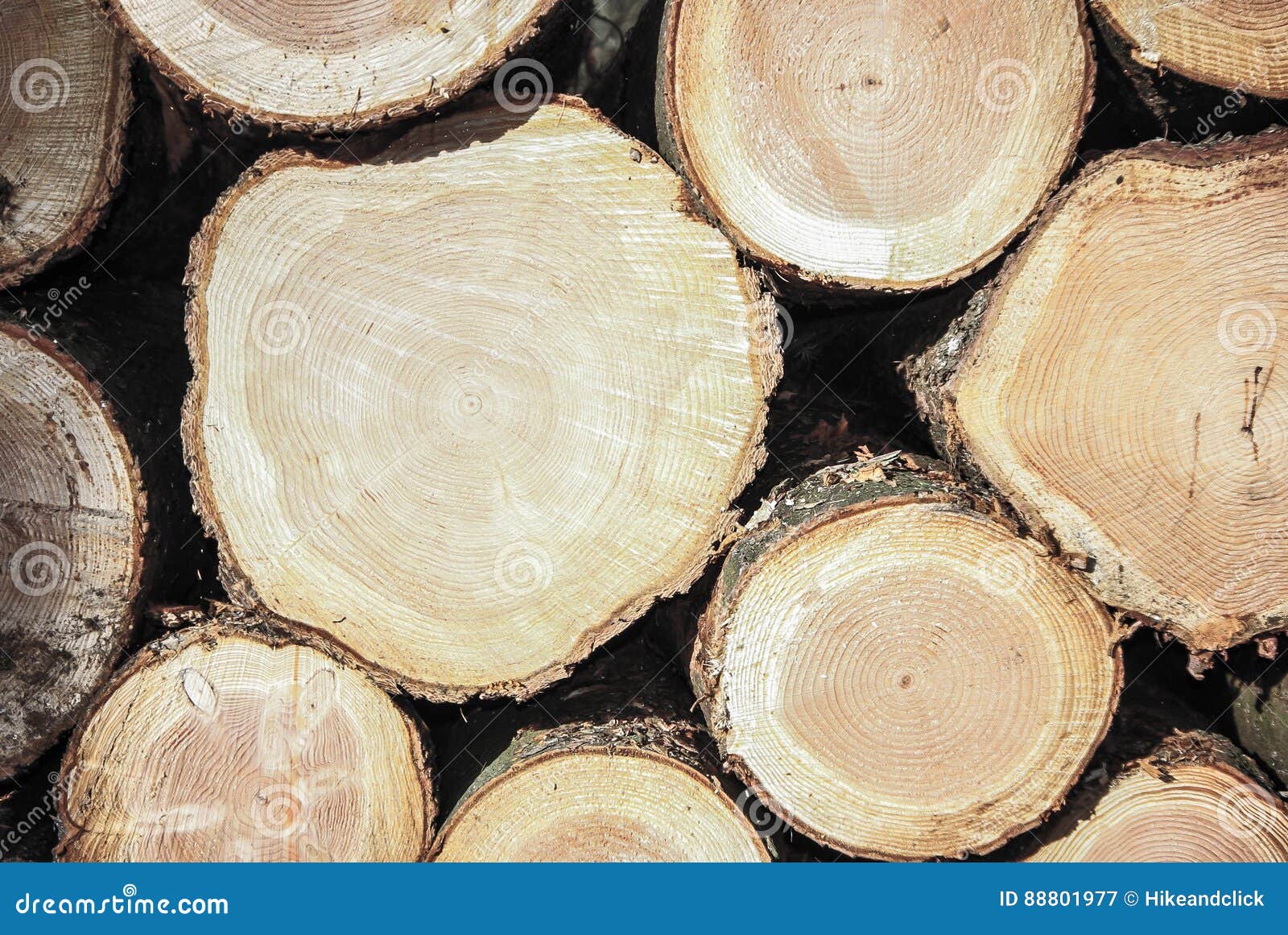 Stammar fotografering för bildbyråer. Bild av cirklar - 88801977