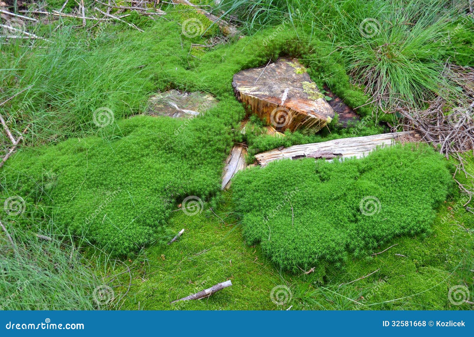 Stamp in a moss stock photo. Image of stump, moss, ecosystem - 32581668