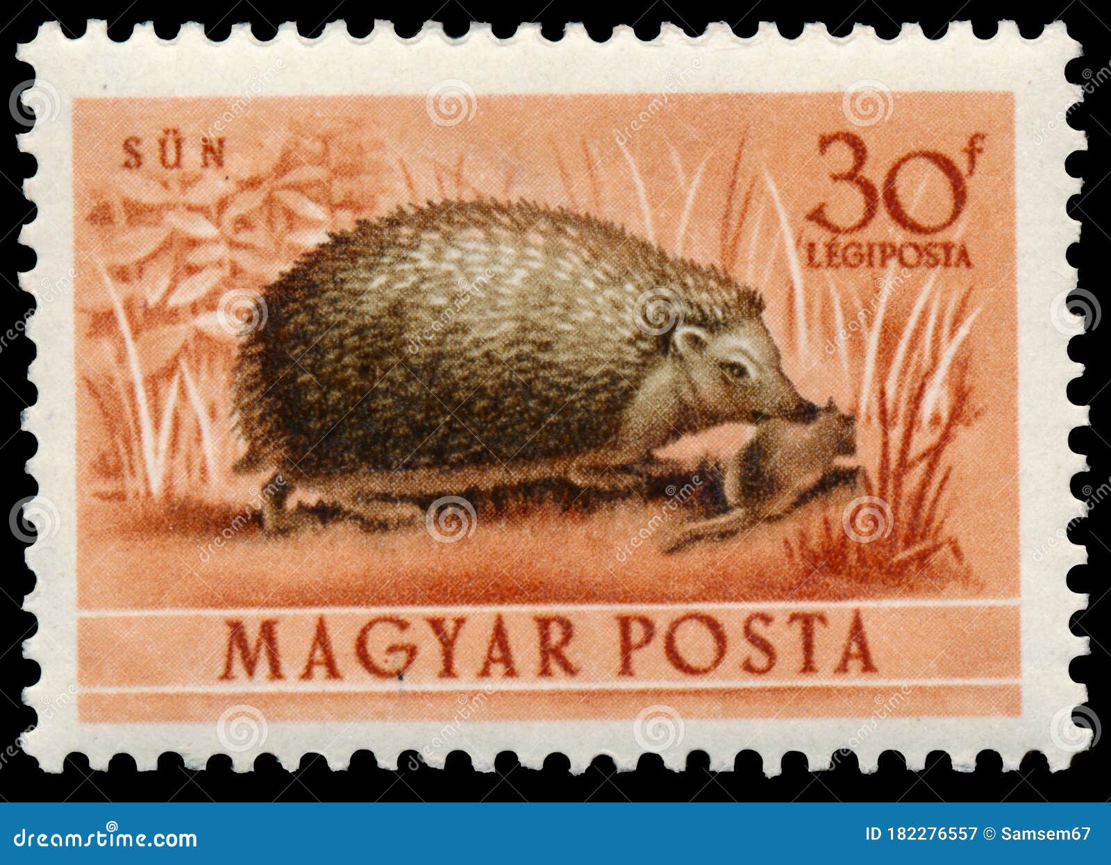 Stamp Printed in Hungary Shows Hedgehog, Erinaceinae Editorial ...