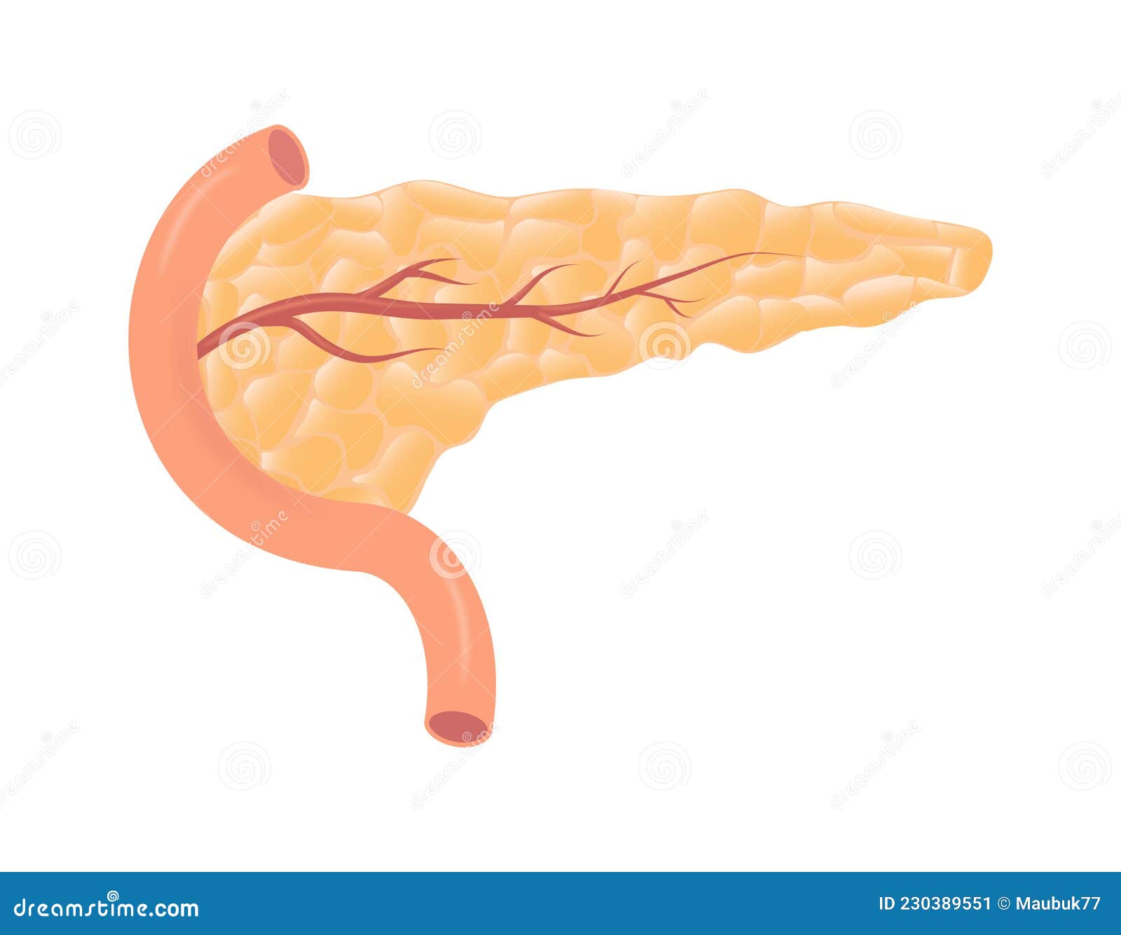 Anaomy Stock Illustrations – 1 Anaomy Stock Illustrations, Vectors ...