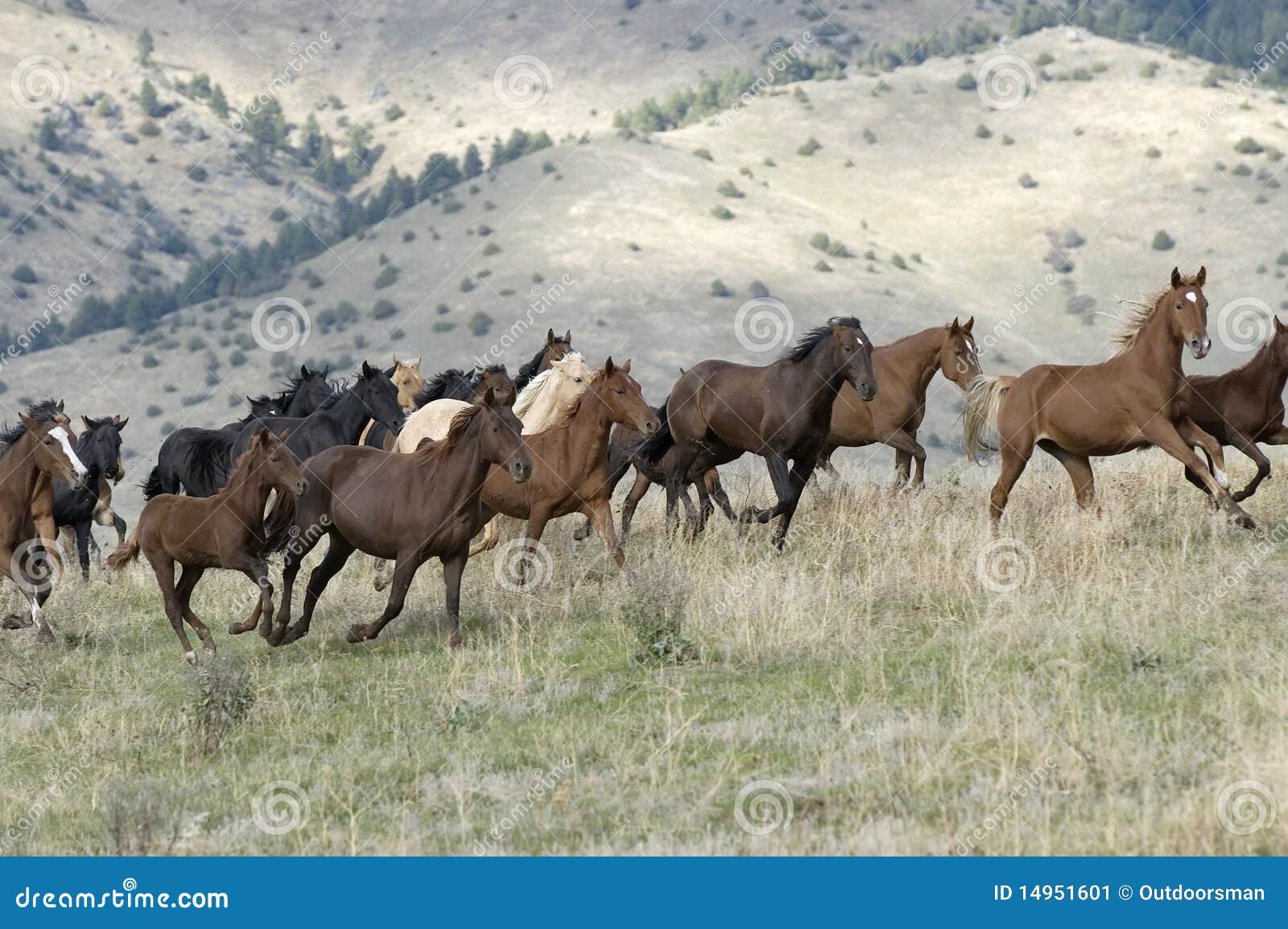 Stampeding horses stock image. Image of animal, colt - 14951601