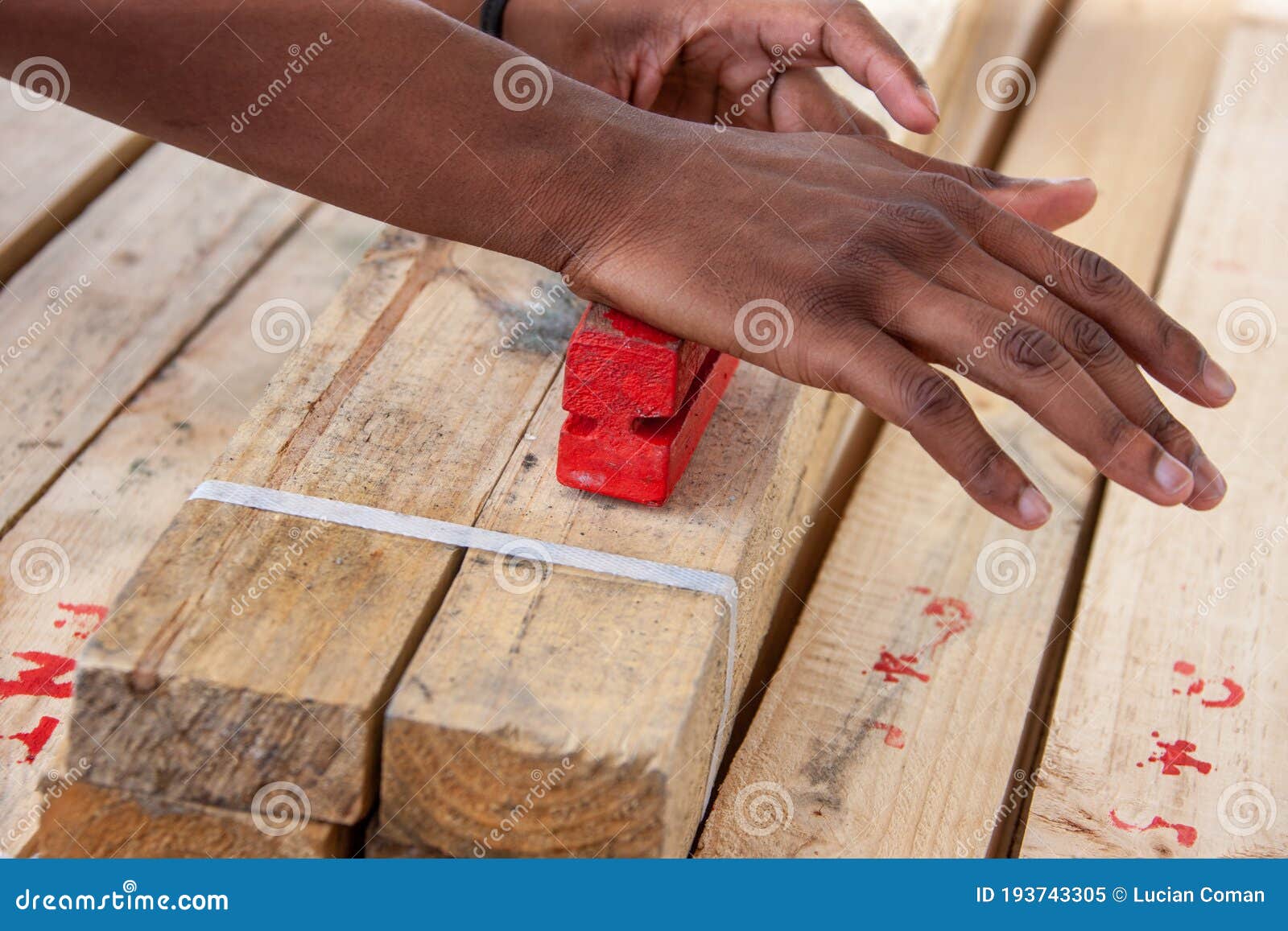 Stamping timber rainforest stock image. Image of control - 193743305