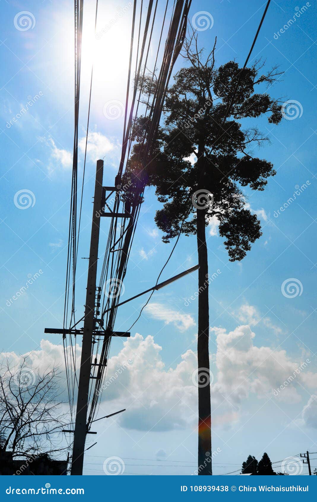The Stand Alone Big Tree with the Cable. Stock Photo - Image of ...