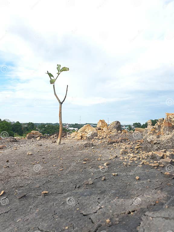 Stand Alone in the Dry Soil Stock Image - Image of terrain, geology ...