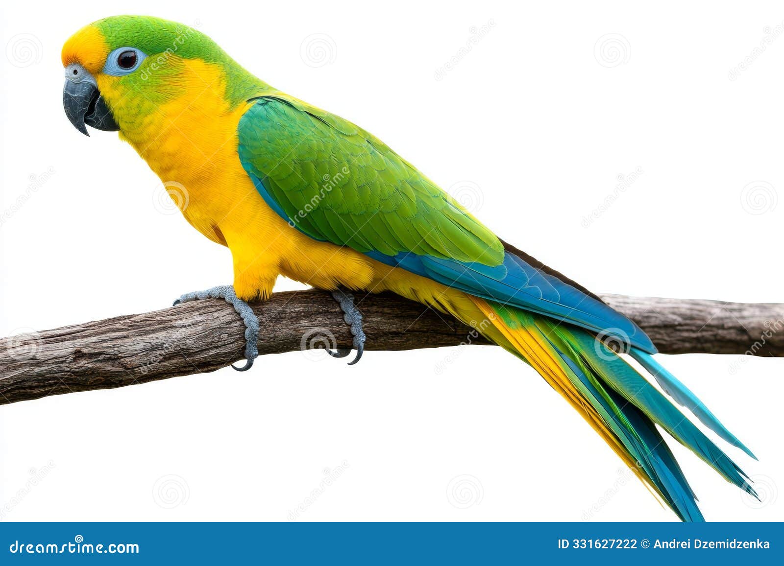 Stand-alone, Transparent Image of a Green Parrot Perched on a Tree ...