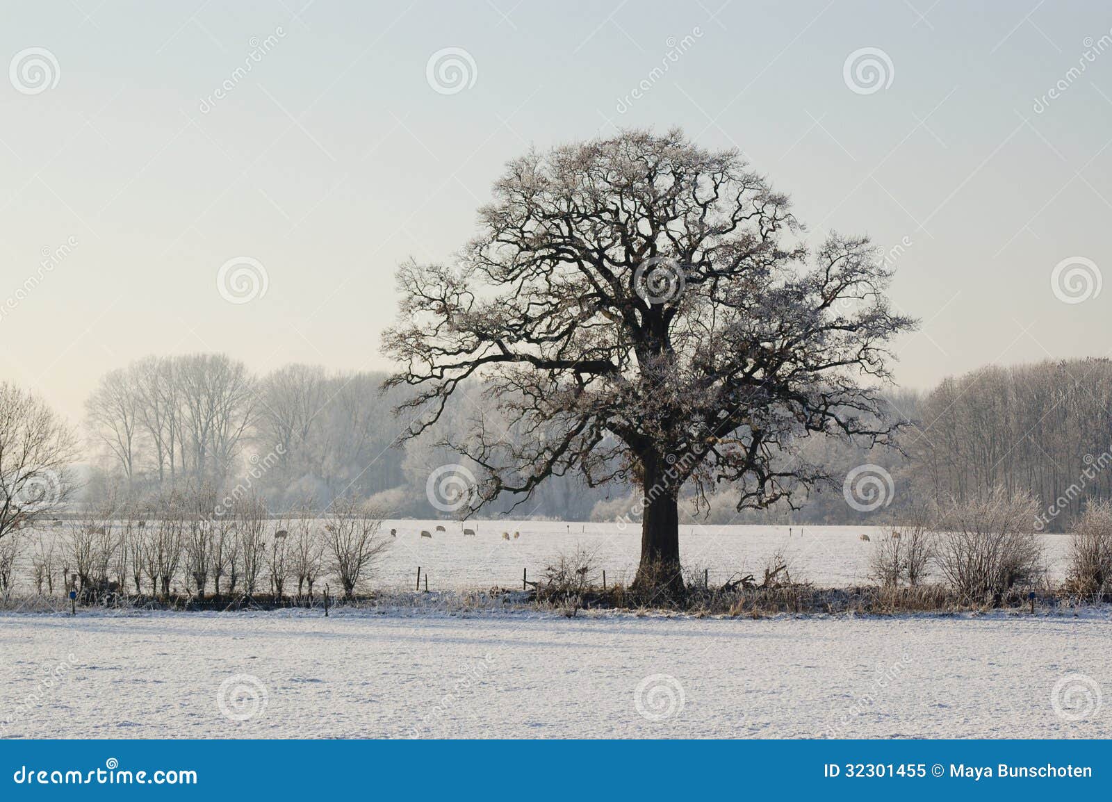 Stand Alone Tree in a Dutch Landscape Stock Image - Image of outdoor ...