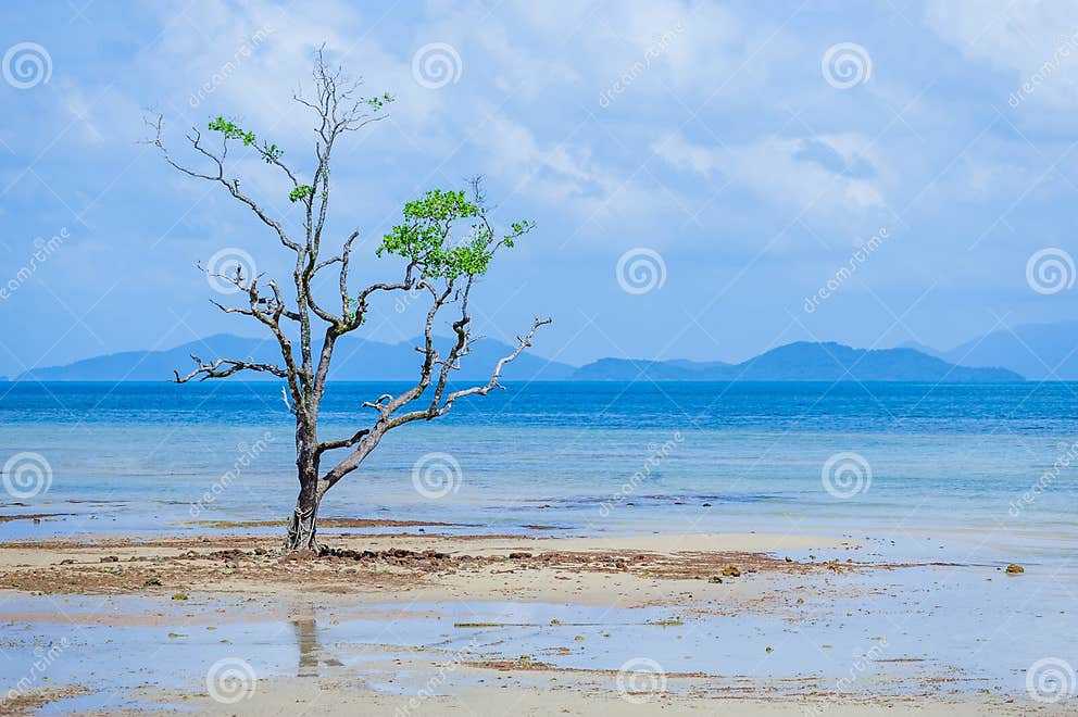 Stand alone tree at sea stock photo. Image of light - 312143676