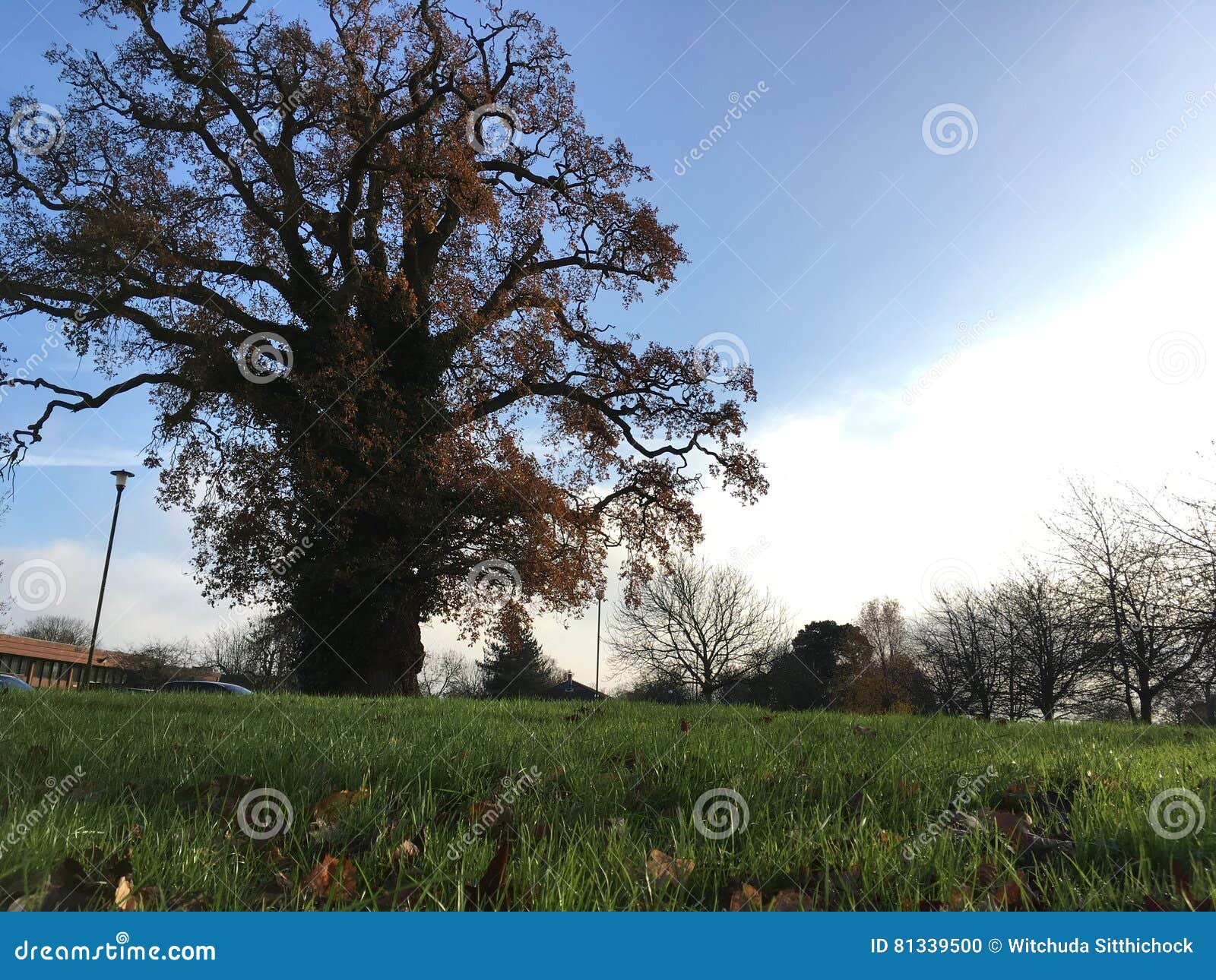 Stand alone tree stock photo. Image of alone, zone7, stand - 81339500