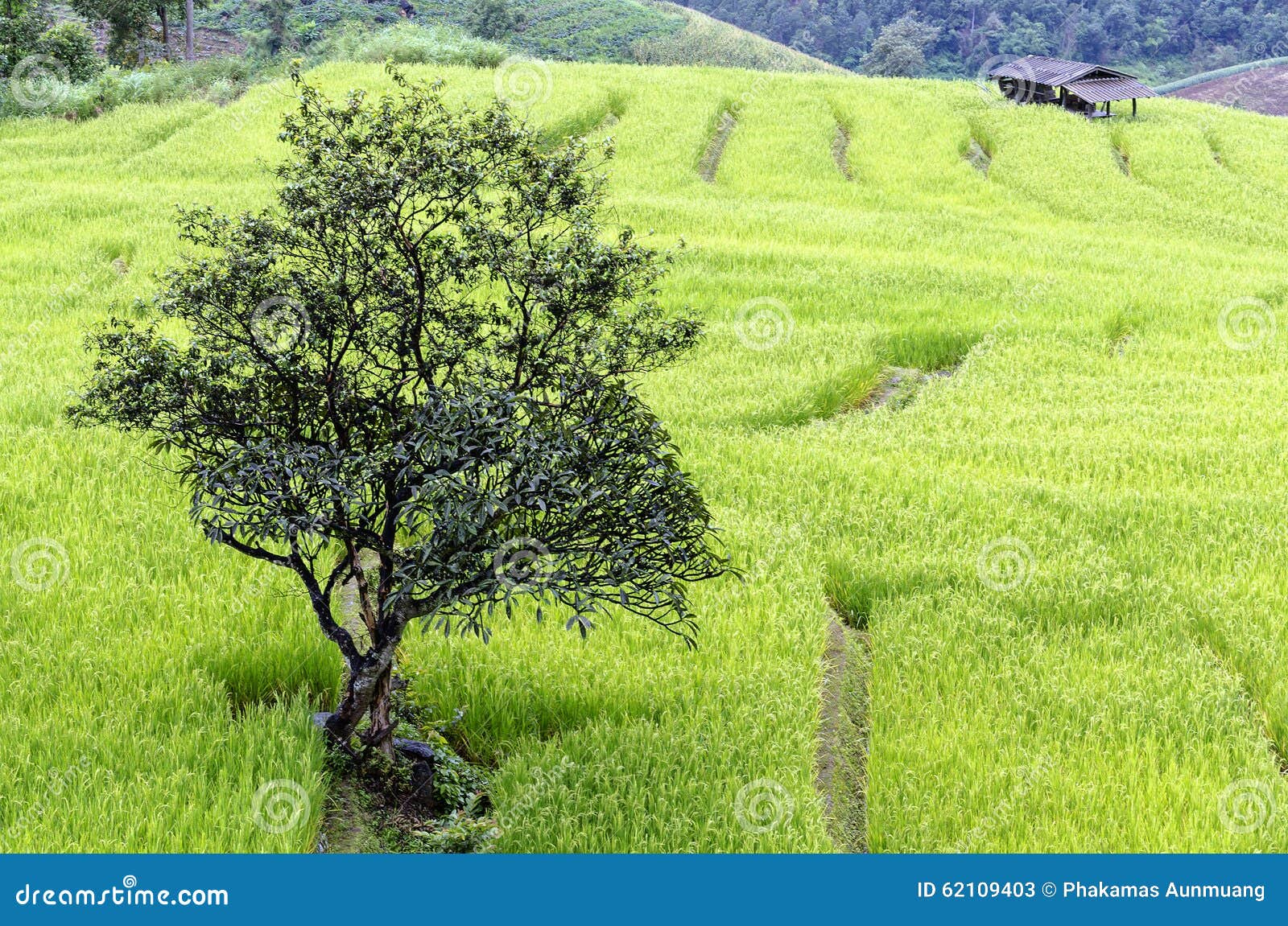 Stand alone tree stock image. Image of thailand, farming - 62109403