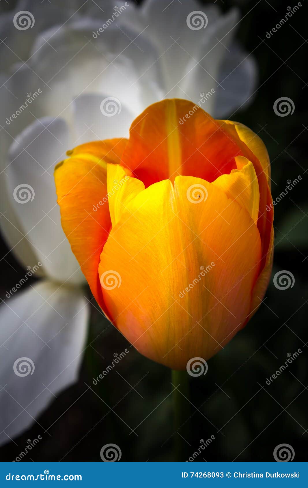 Stand Alone stock image. Image of tulip, nature, field - 74268093