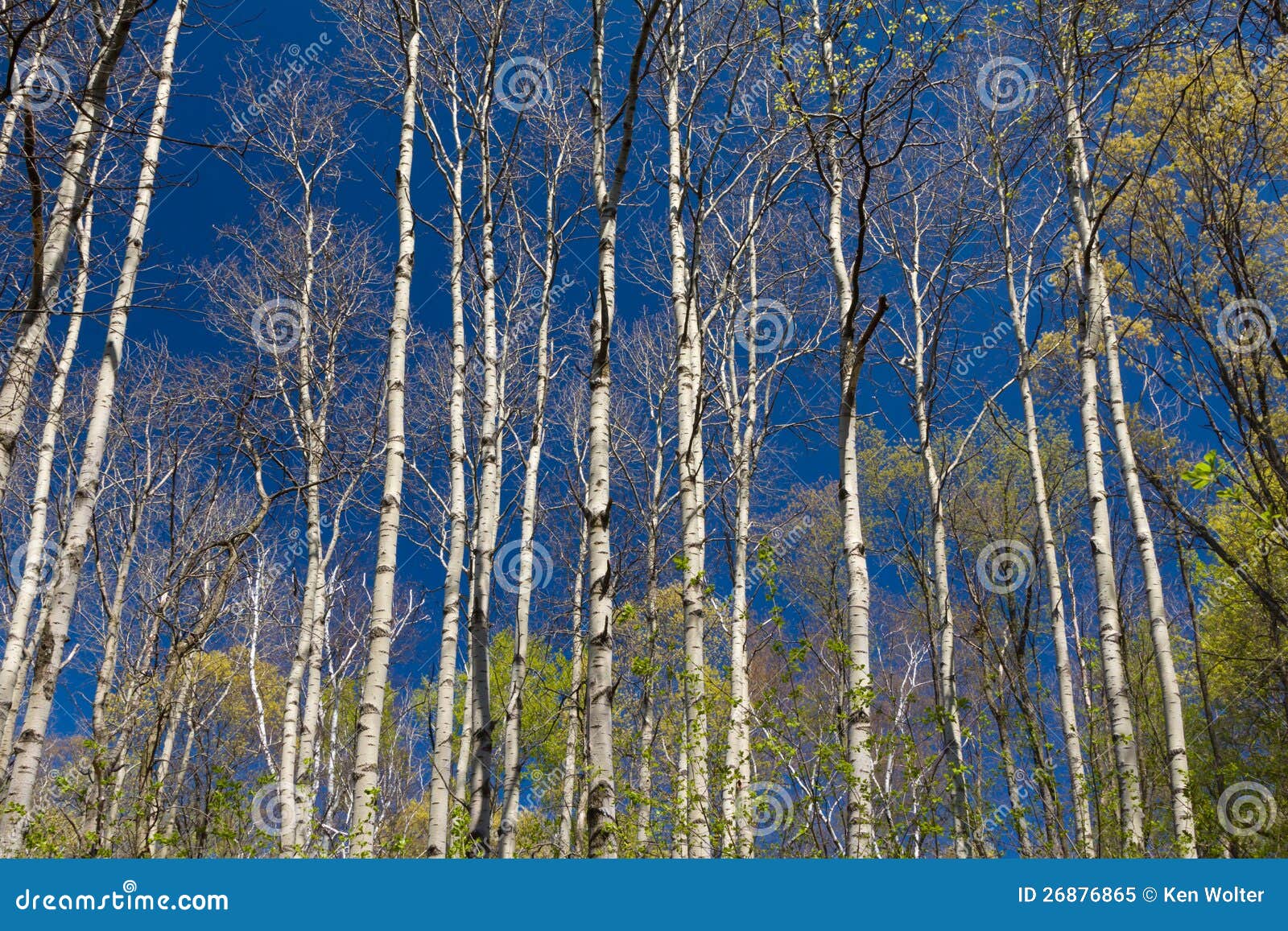 Stand of Aspen in Early Spring Stock Image - Image of spring, blue ...