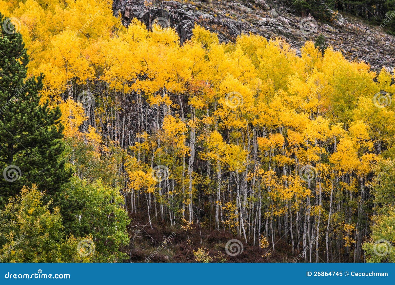 Stand of Aspen Trees stock image. Image of evergreen - 26864745