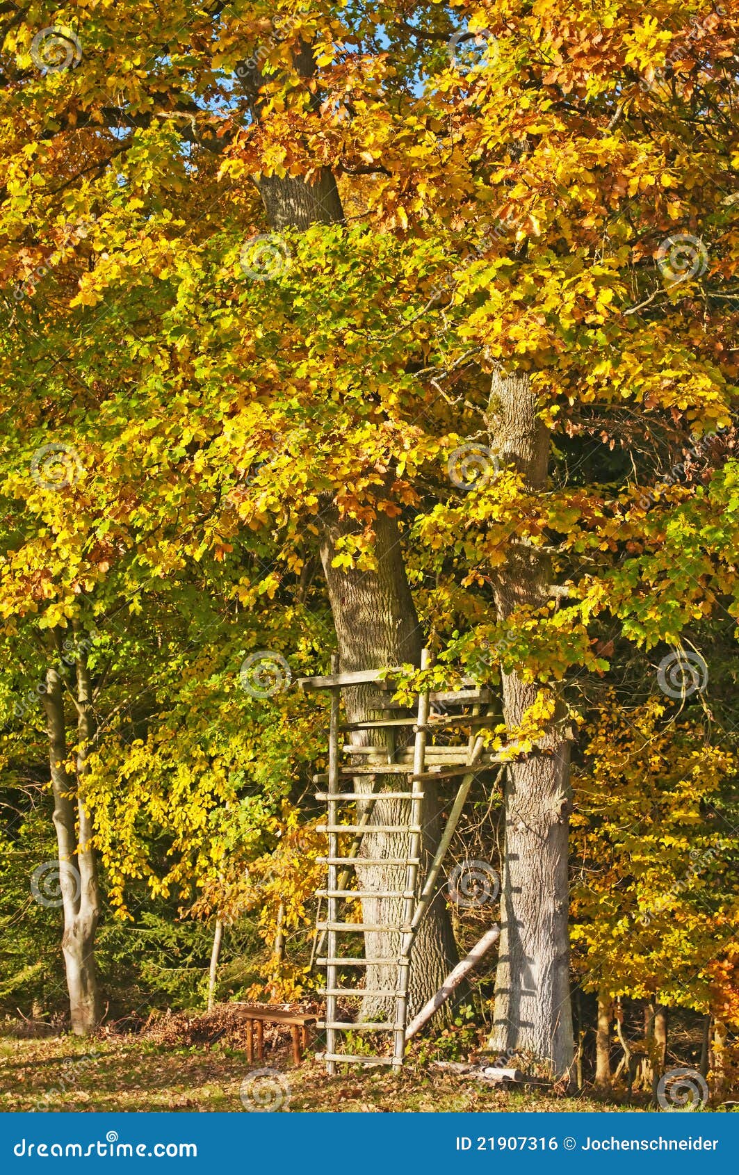 Stand in Autumnal Painted Forest Stock Photo - Image of autumn, blind ...