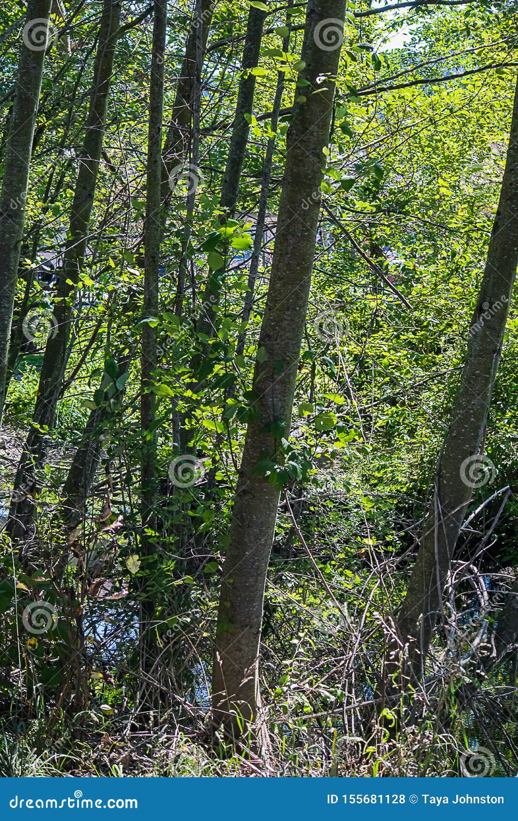 A Stand of Birch Trees with Dappled White Bark with Underbrush and ...